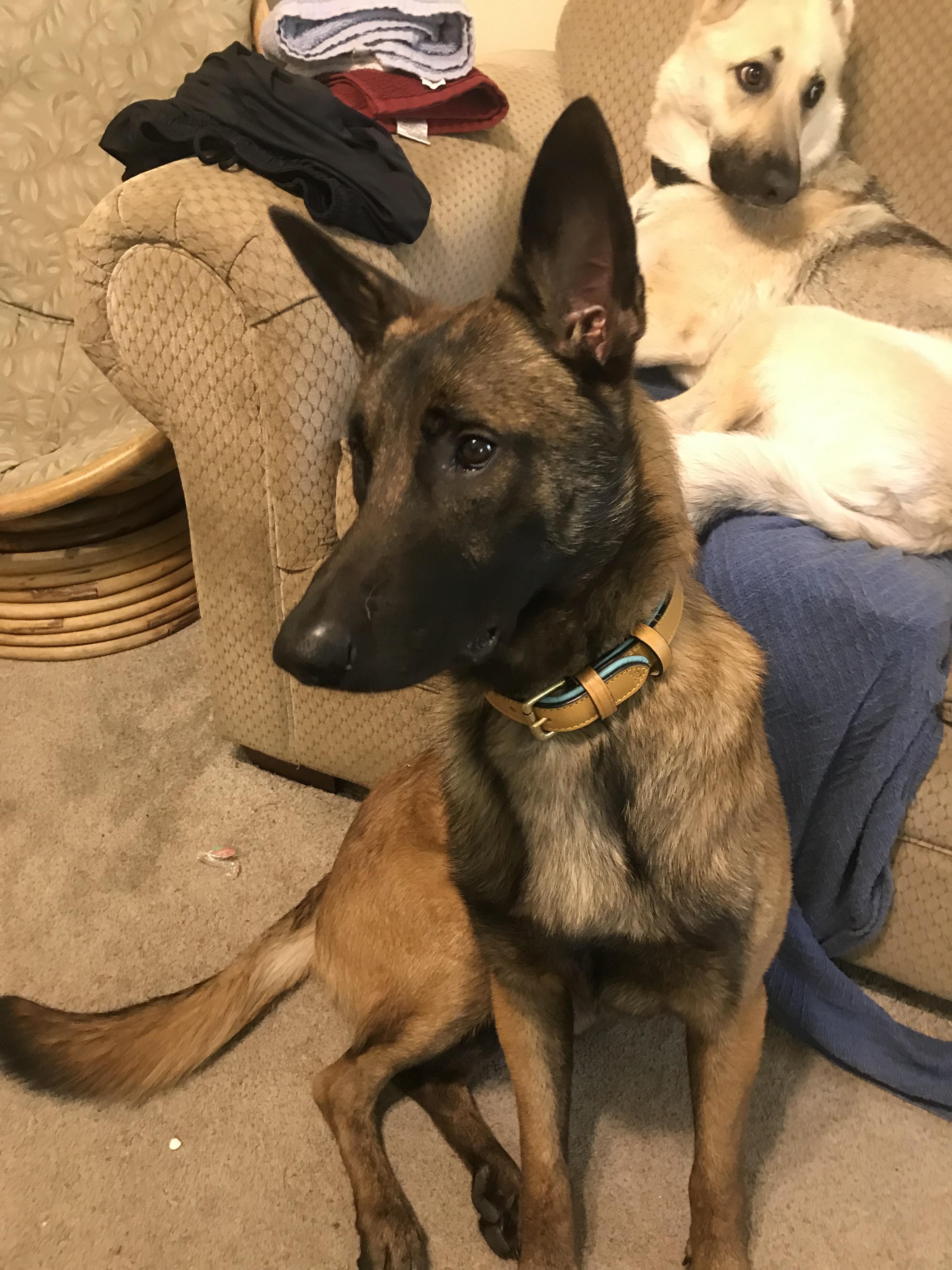 New collar so handsome | Scrolller