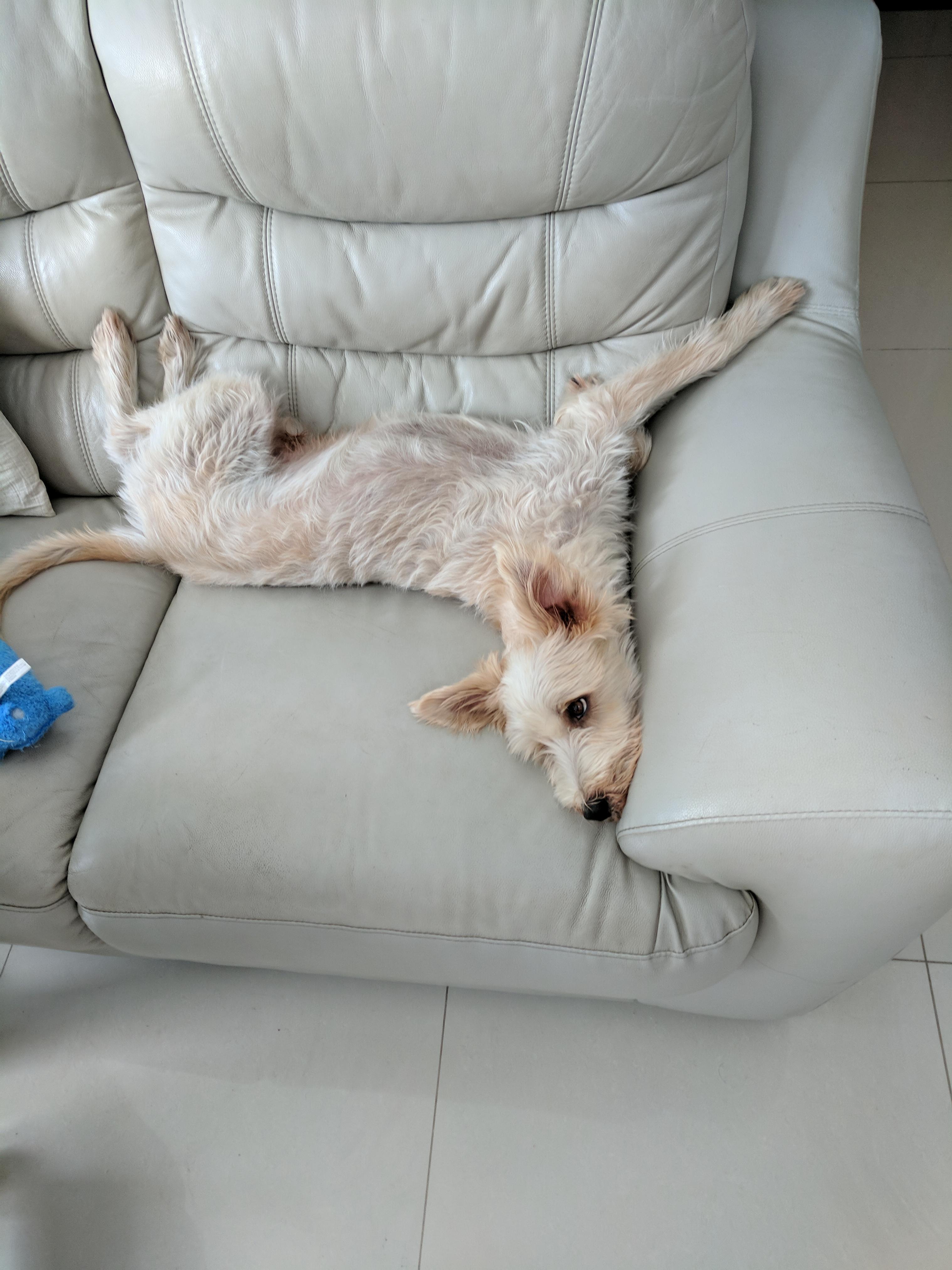 New cushion on my couch? | Scrolller