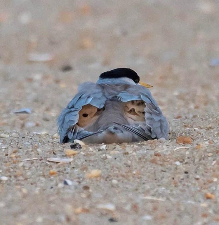 New drone transport system | Scrolller