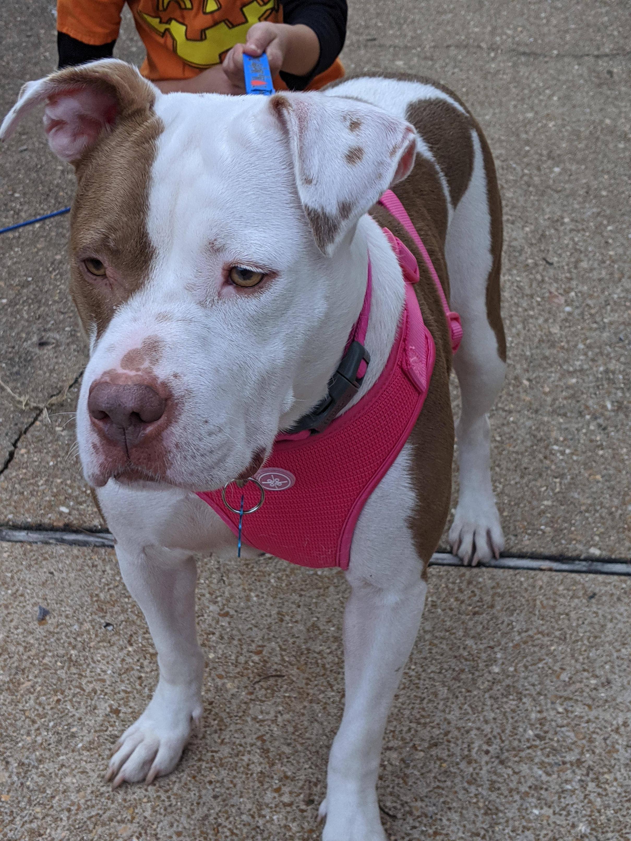 New family member! First pit. | Scrolller