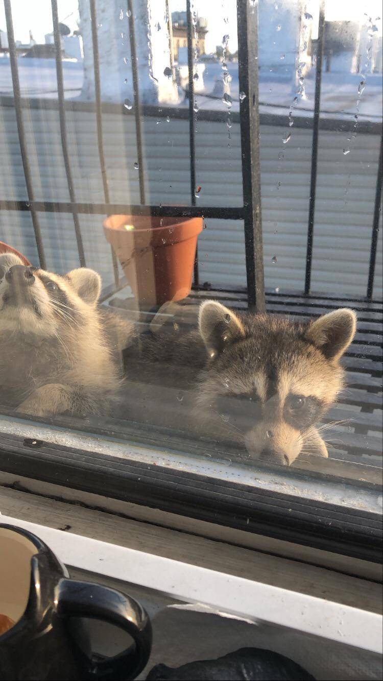 New friends on my fire escape :) | Scrolller