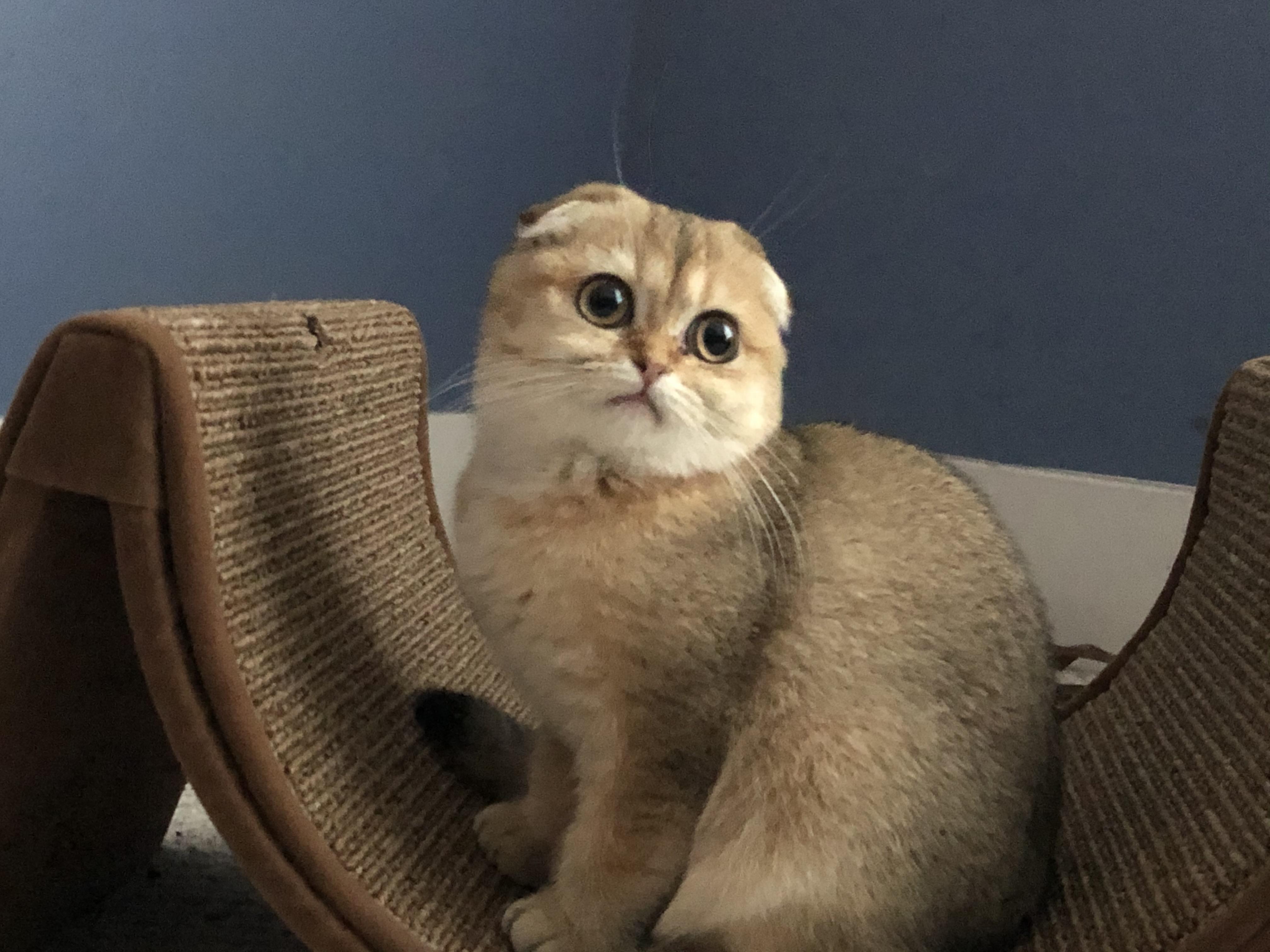 New kitten | Scrolller