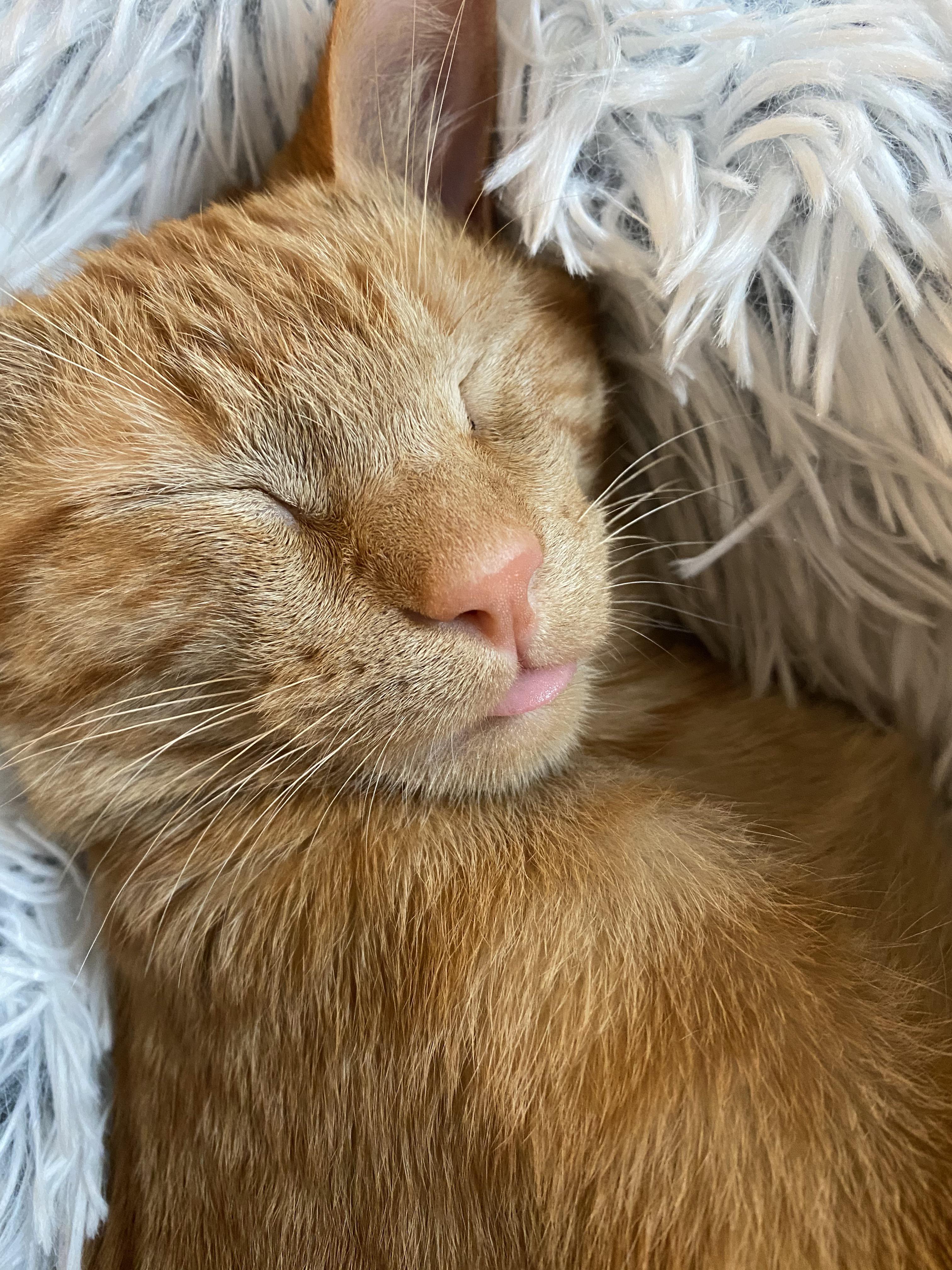 New kitten’s first blep | Scrolller