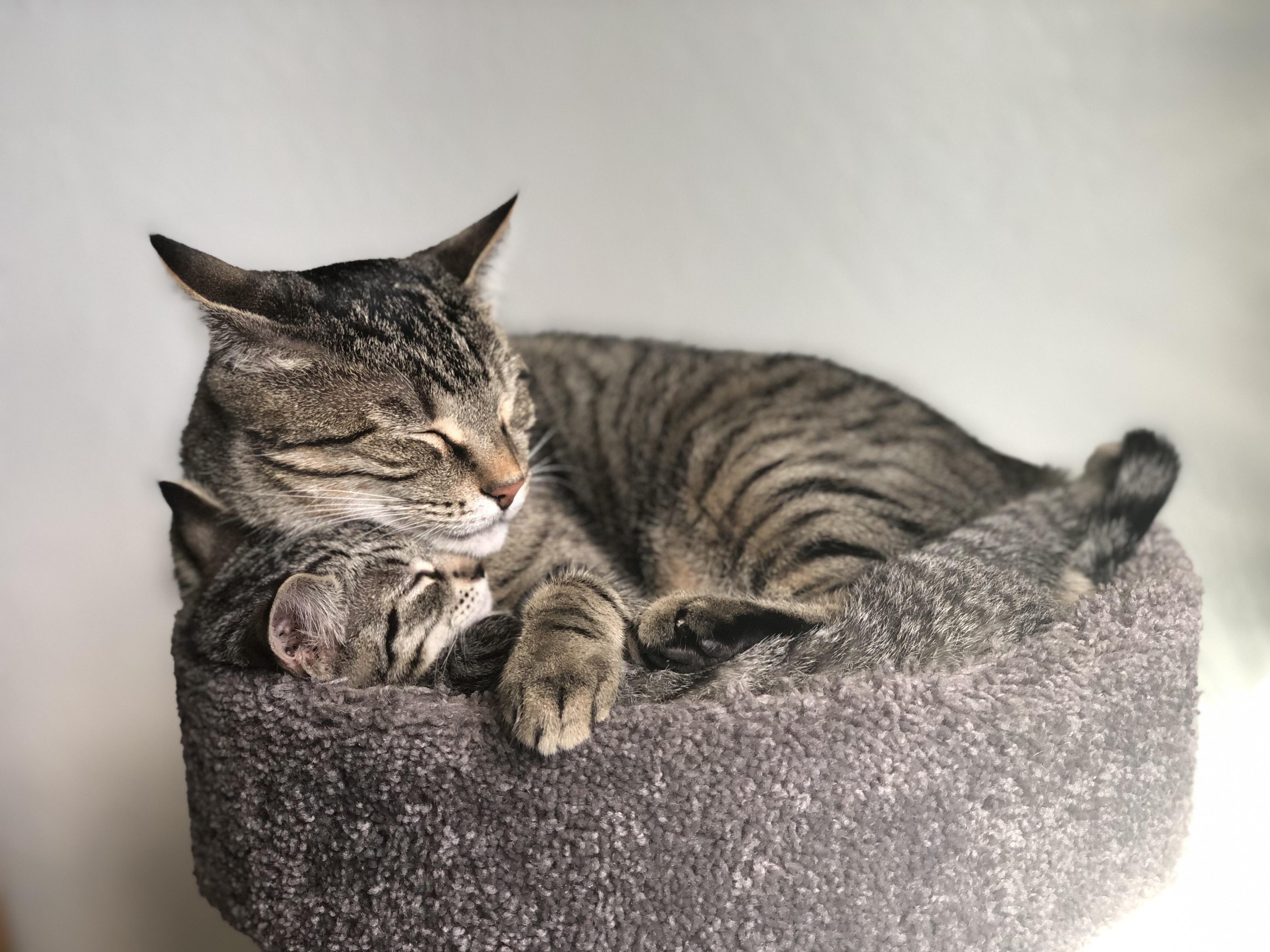 New kitty cuddle puddle | Scrolller