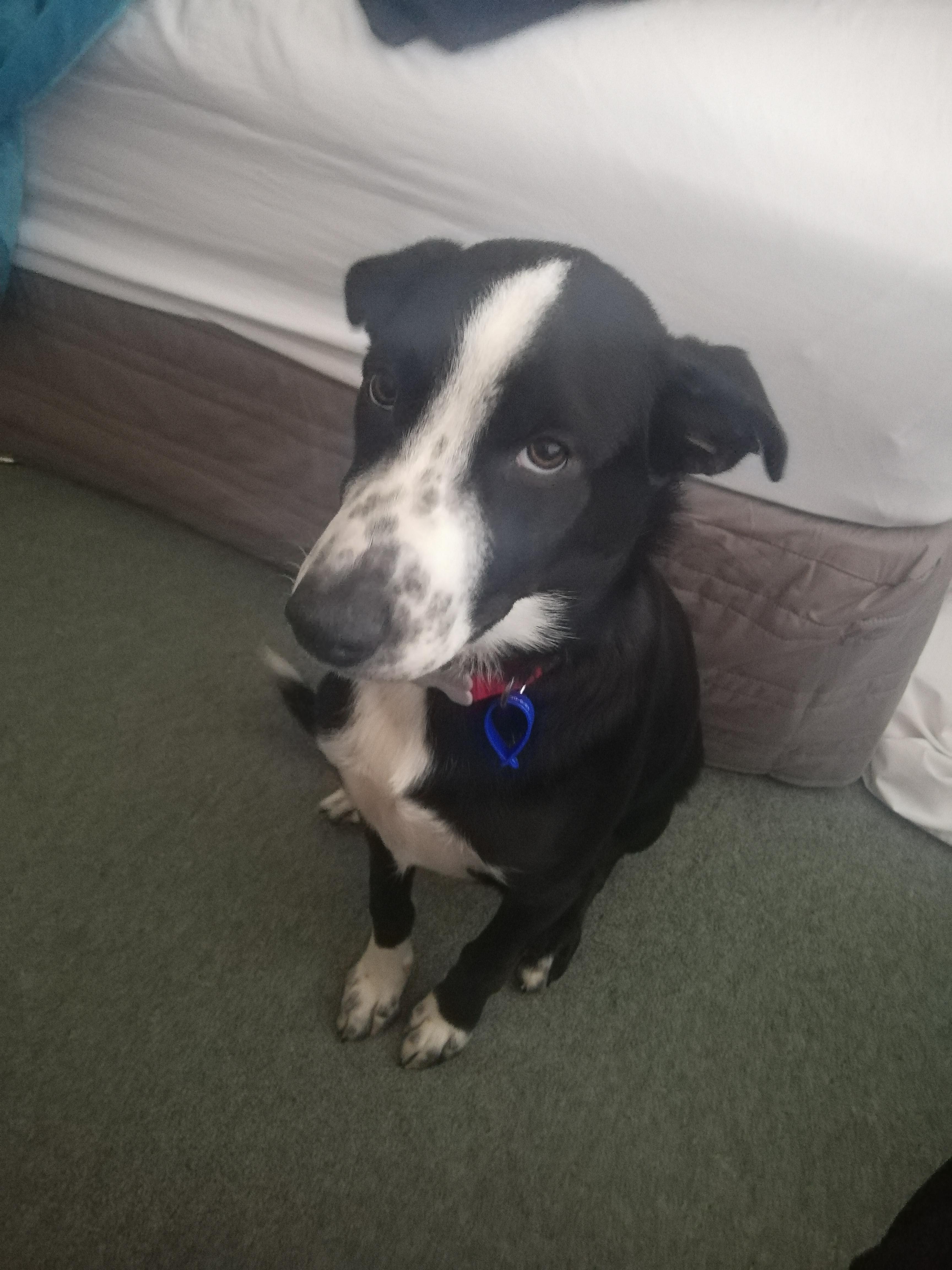 New member of my family! Meet Cooper | Scrolller