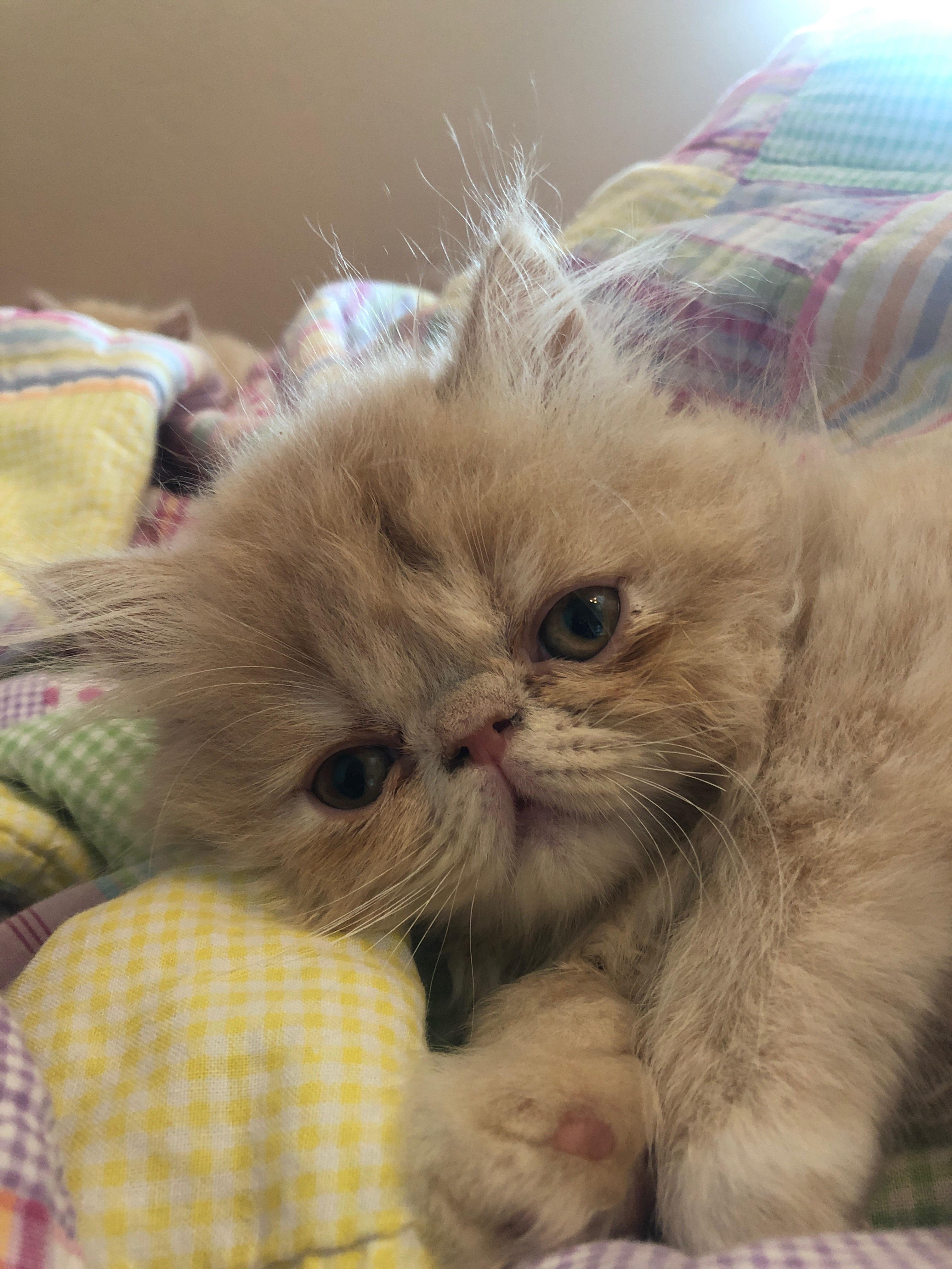 New Persian Kitten | Scrolller