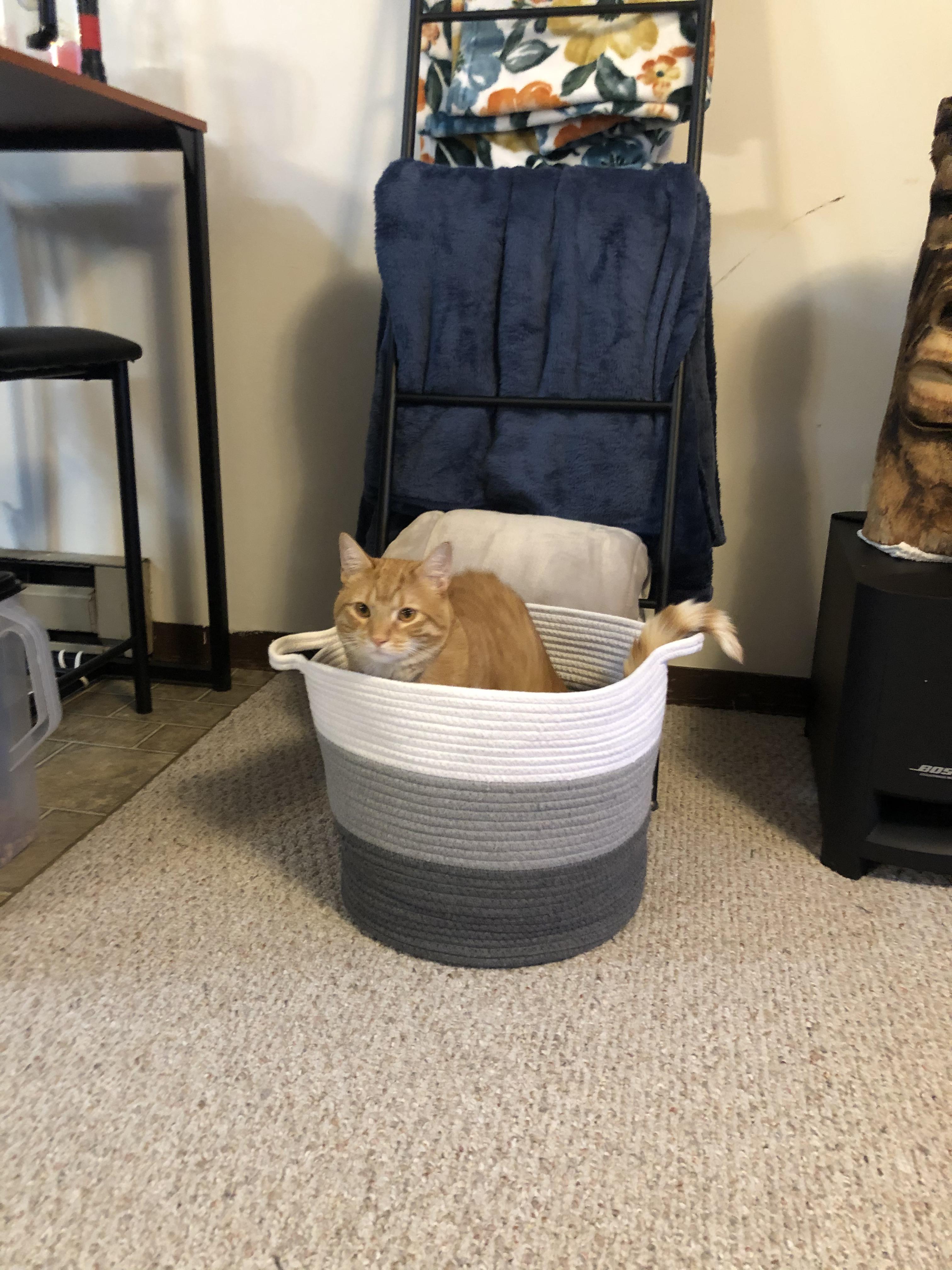 New pot = cat in new pot | Scrolller