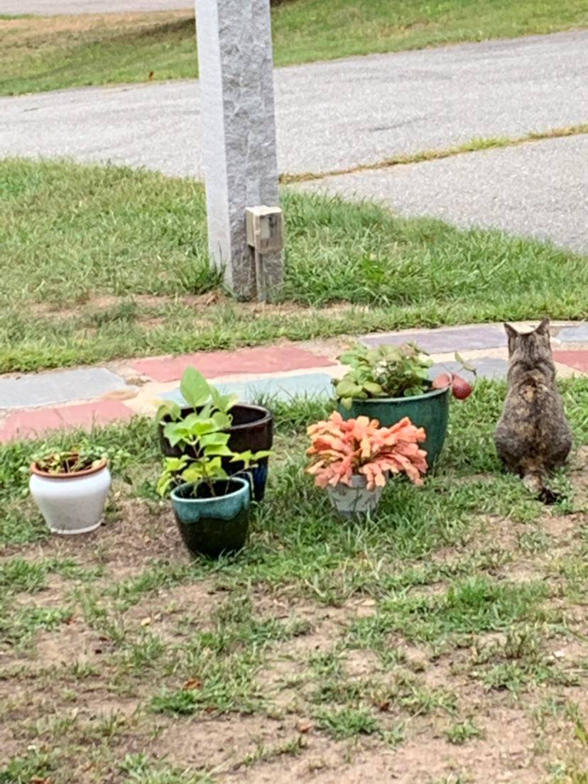 New Potted Plant | Scrolller