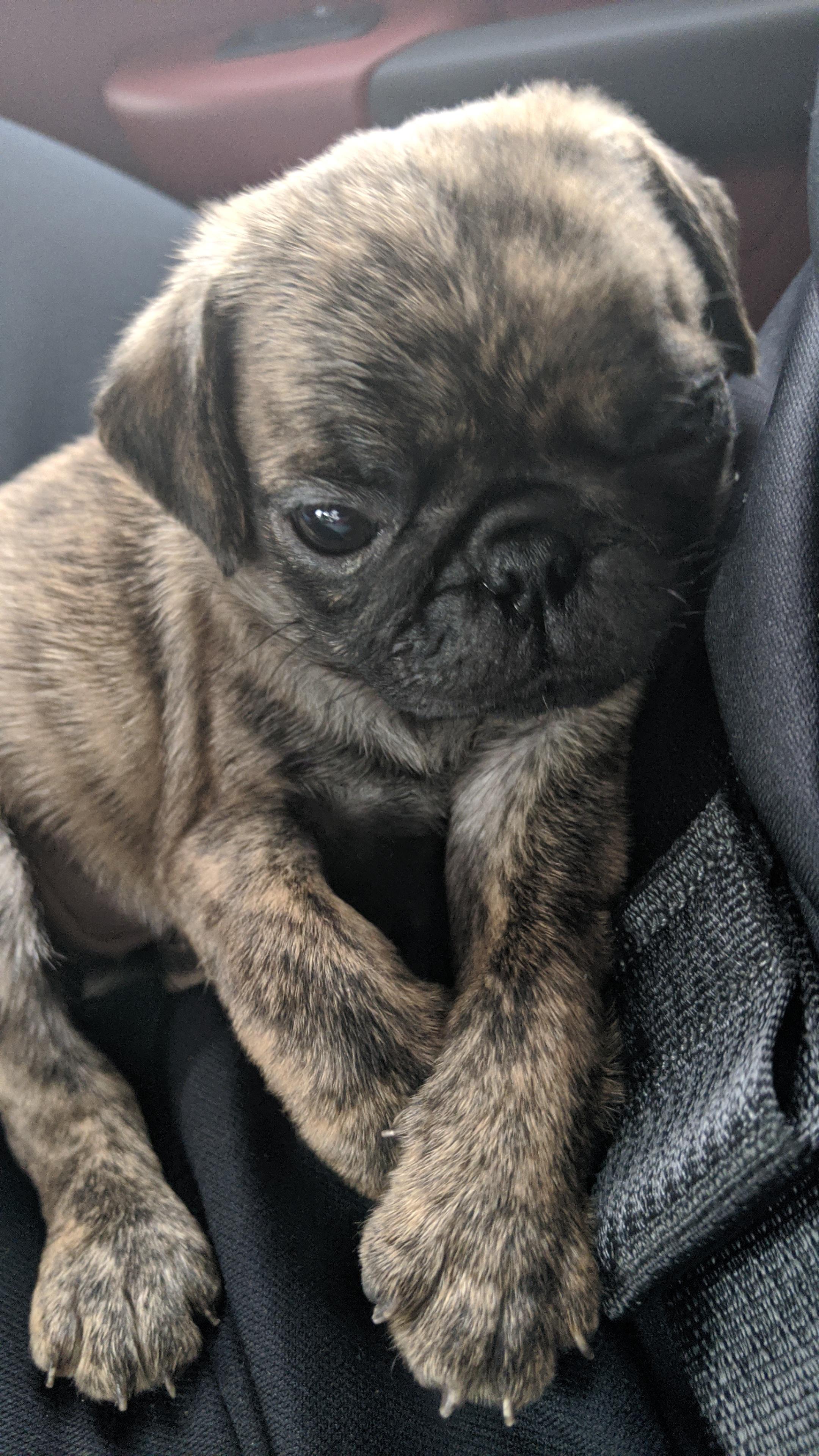 New Pug!!! Her names Emmi | Scrolller
