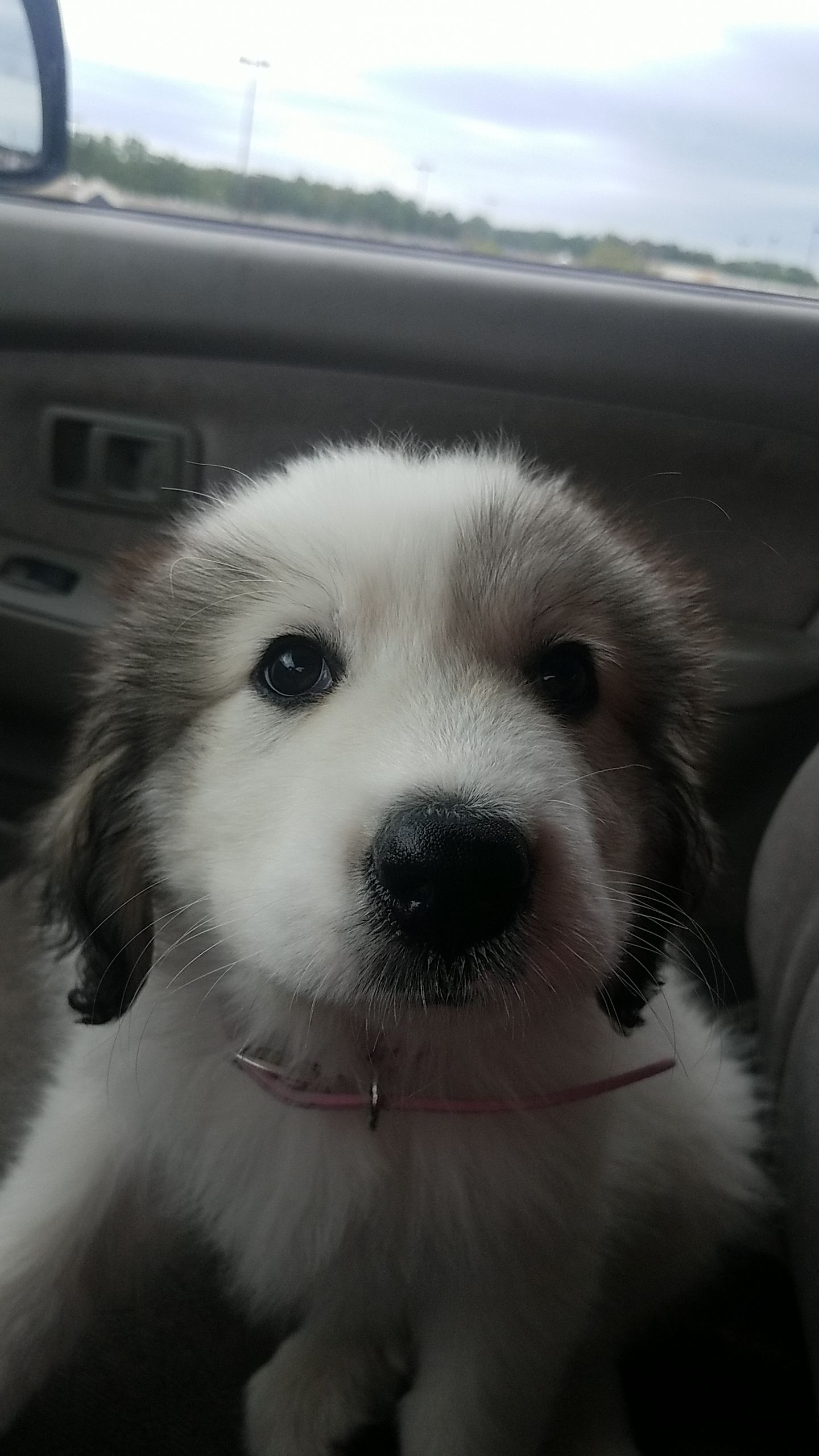 New pupper! | Scrolller