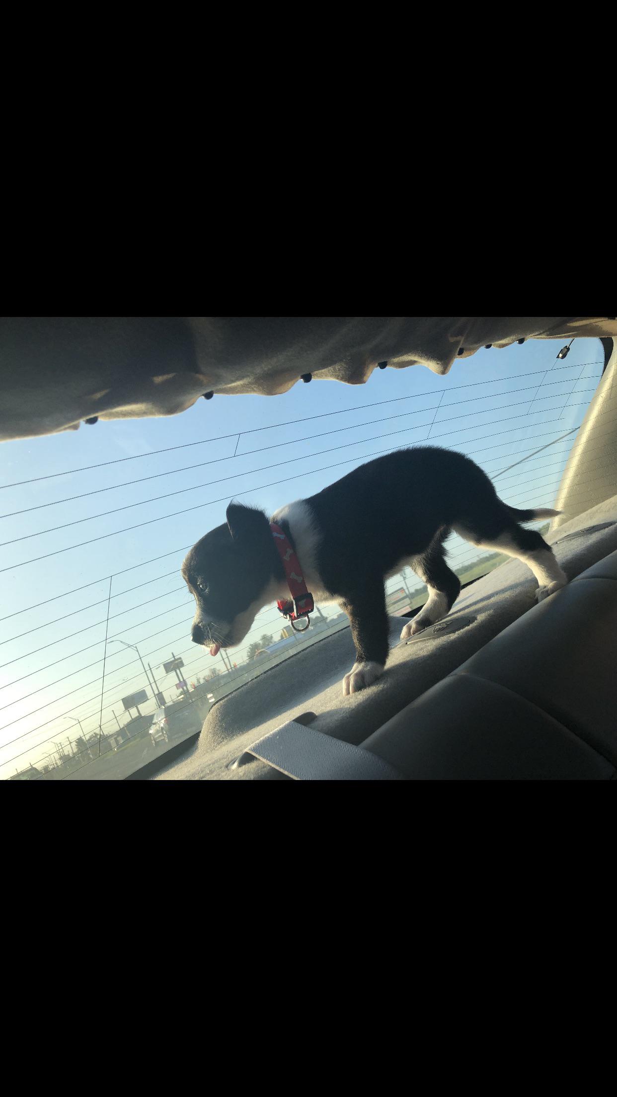 New puppy bloop | Scrolller