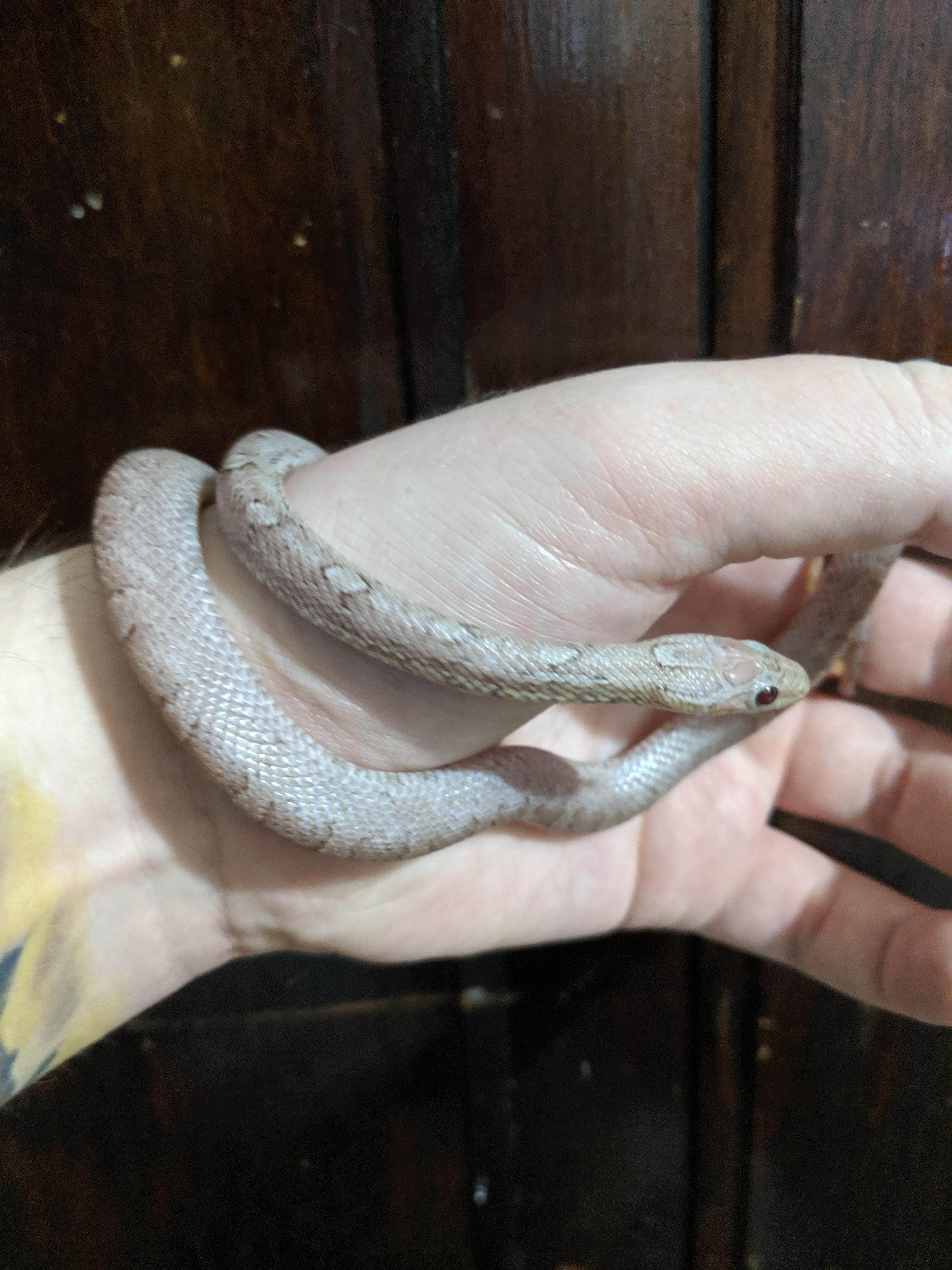 New snek!!!!!! Beautiful little Hypo Pewter girl | Scrolller