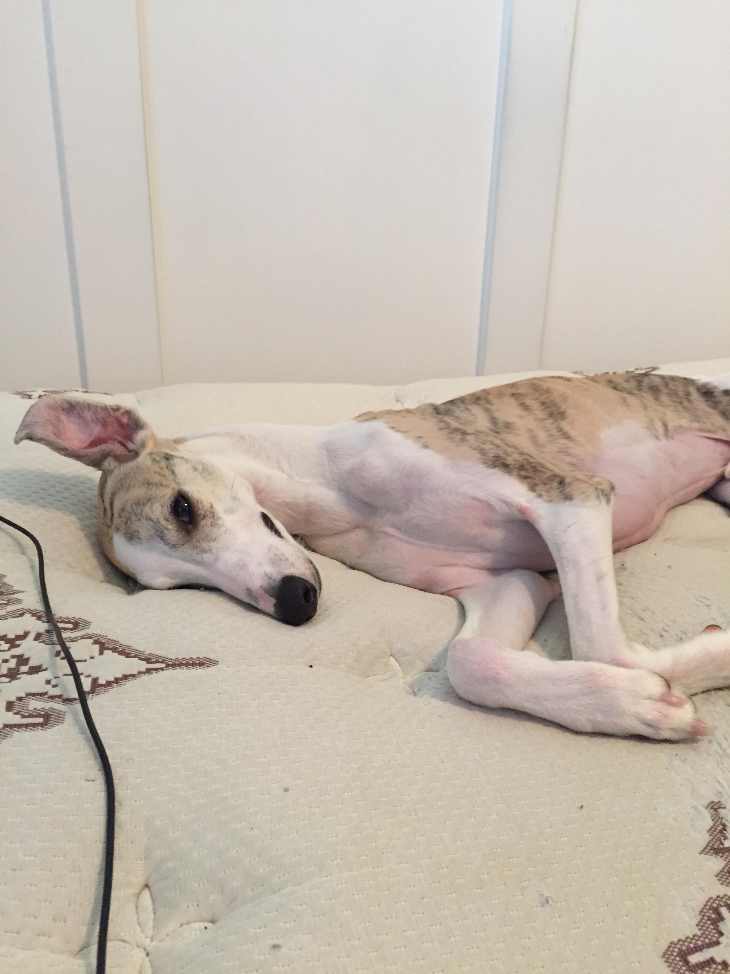 New to this sub, this is Mr. Harold. | Scrolller