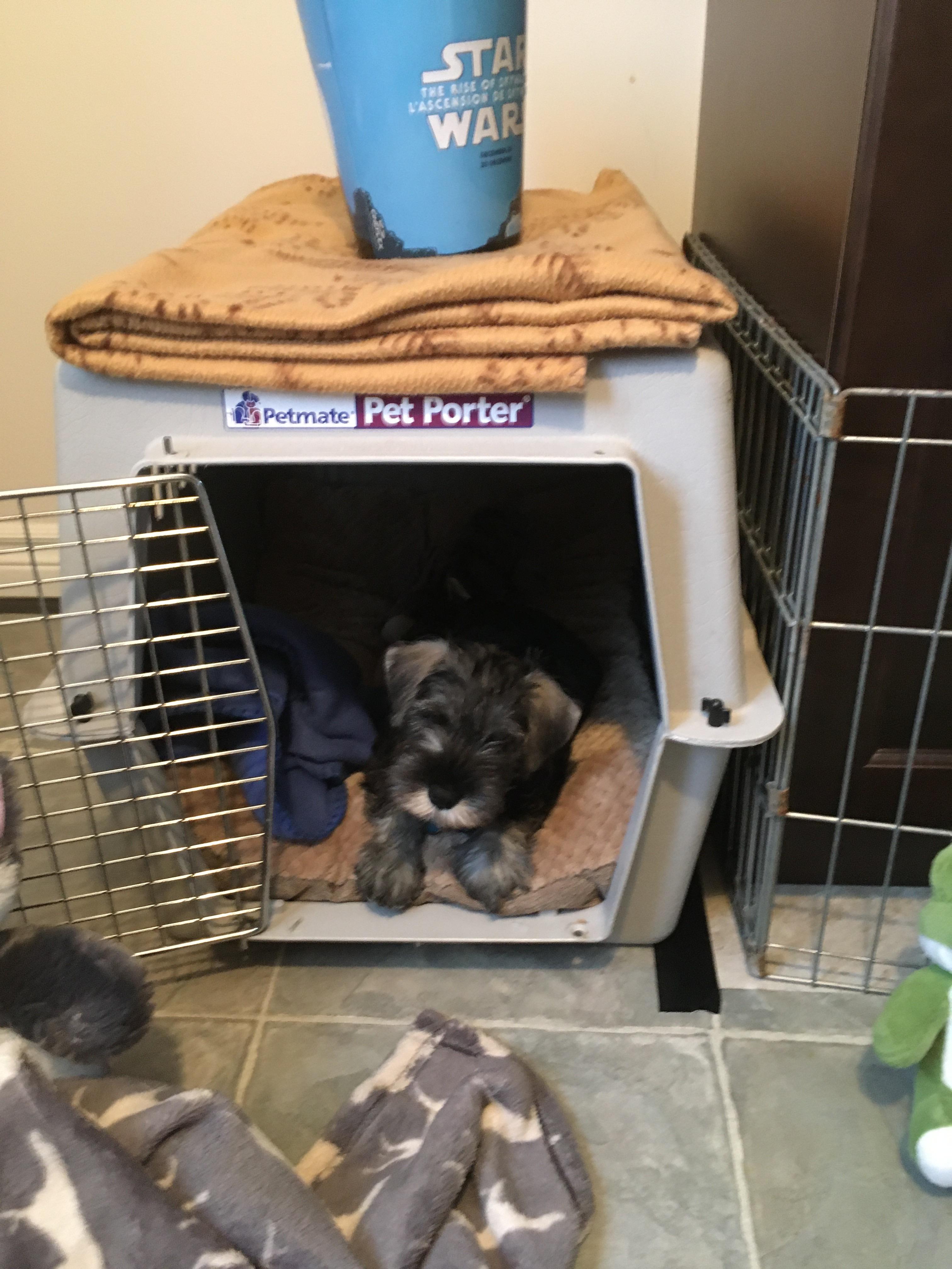 New year new decade new pup. Meet Sully | Scrolller