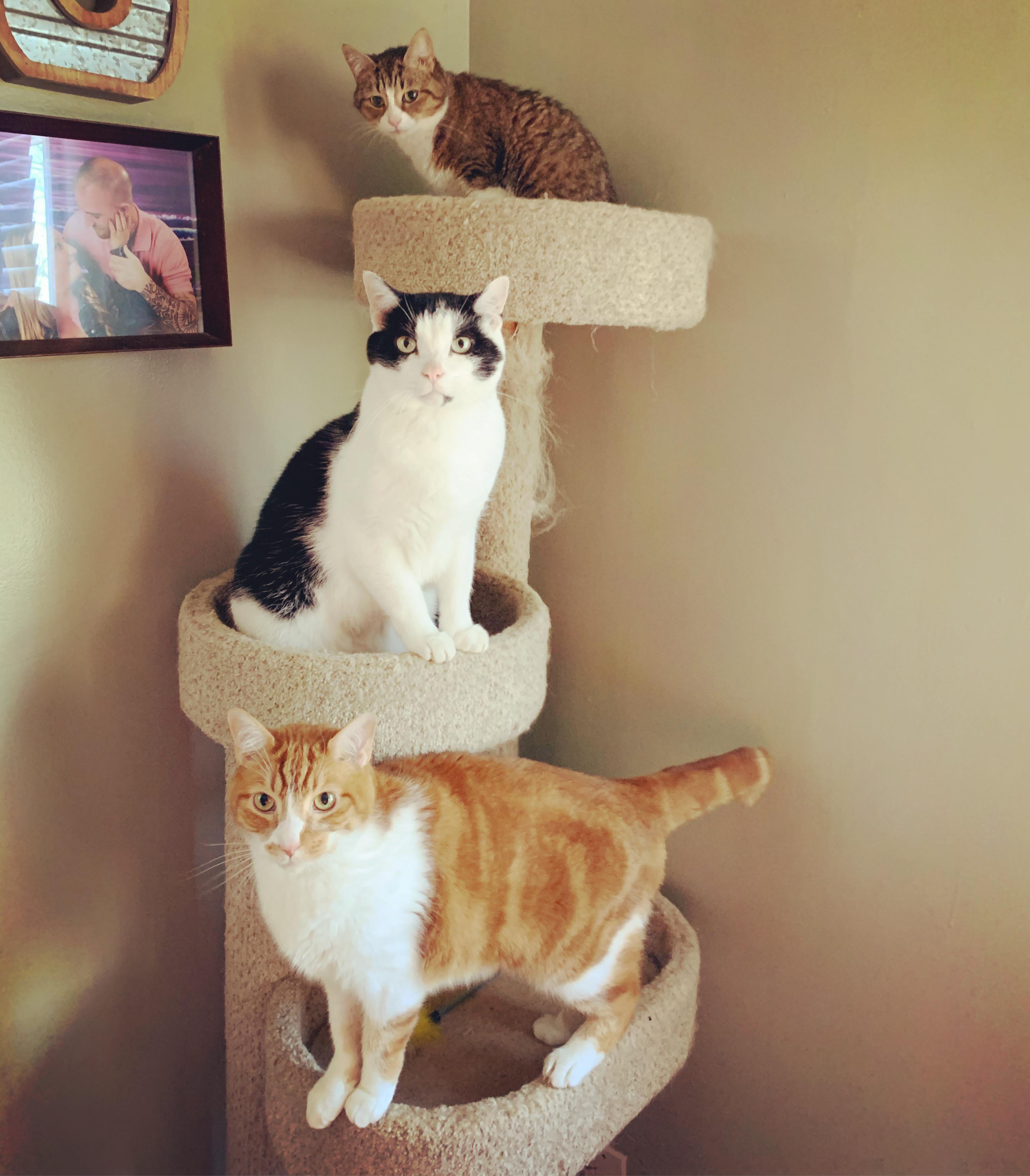 Newbie.... just a tower of cats 😍 | Scrolller