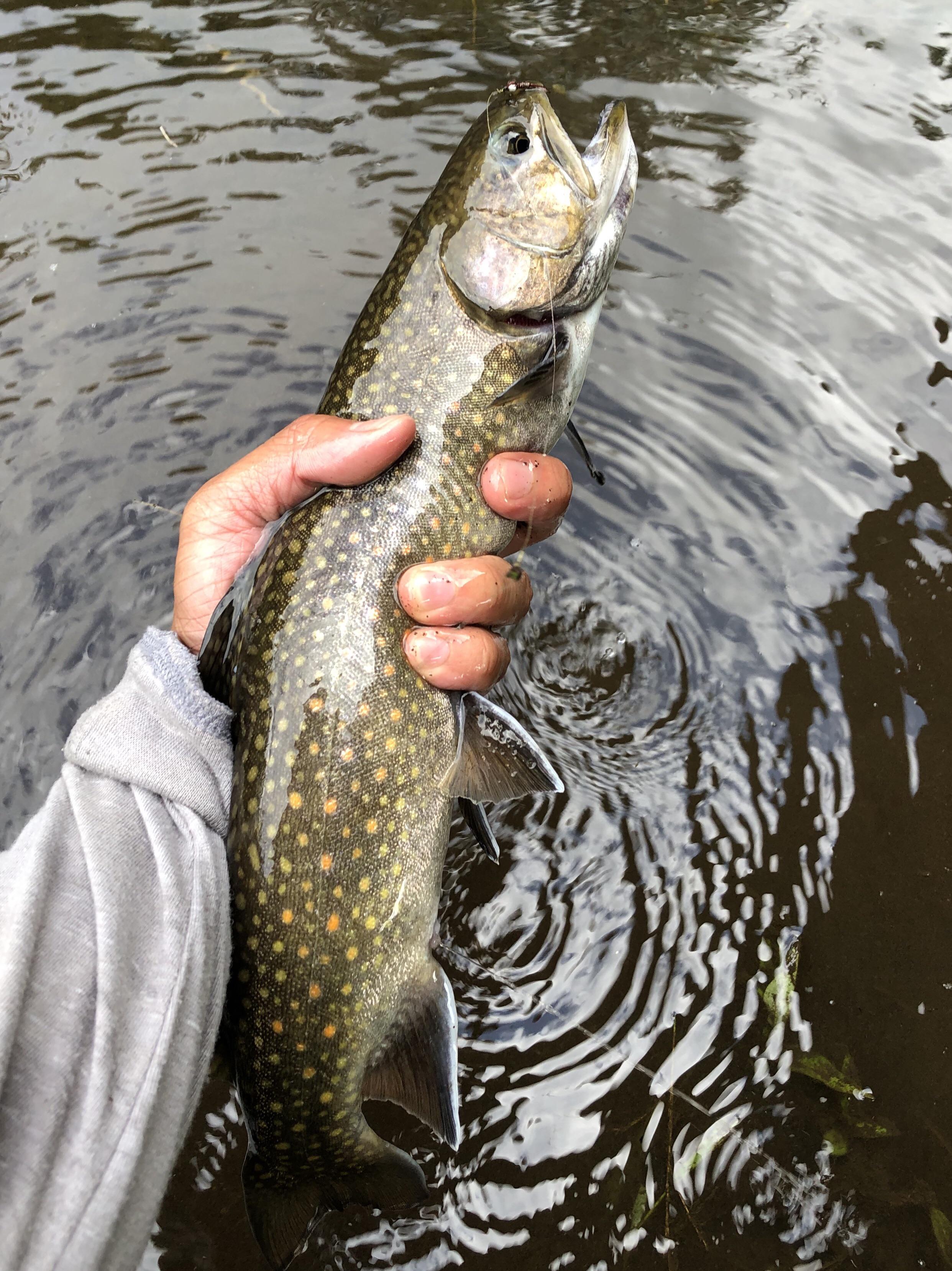 Nice brookie in Oshino, Japan | Scrolller