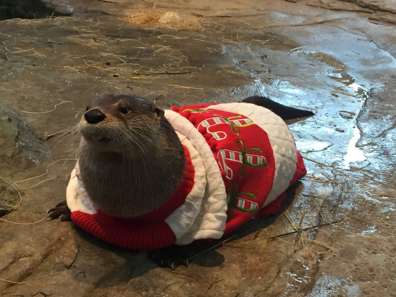 Nicely wrapped christmas otter | Scrolller