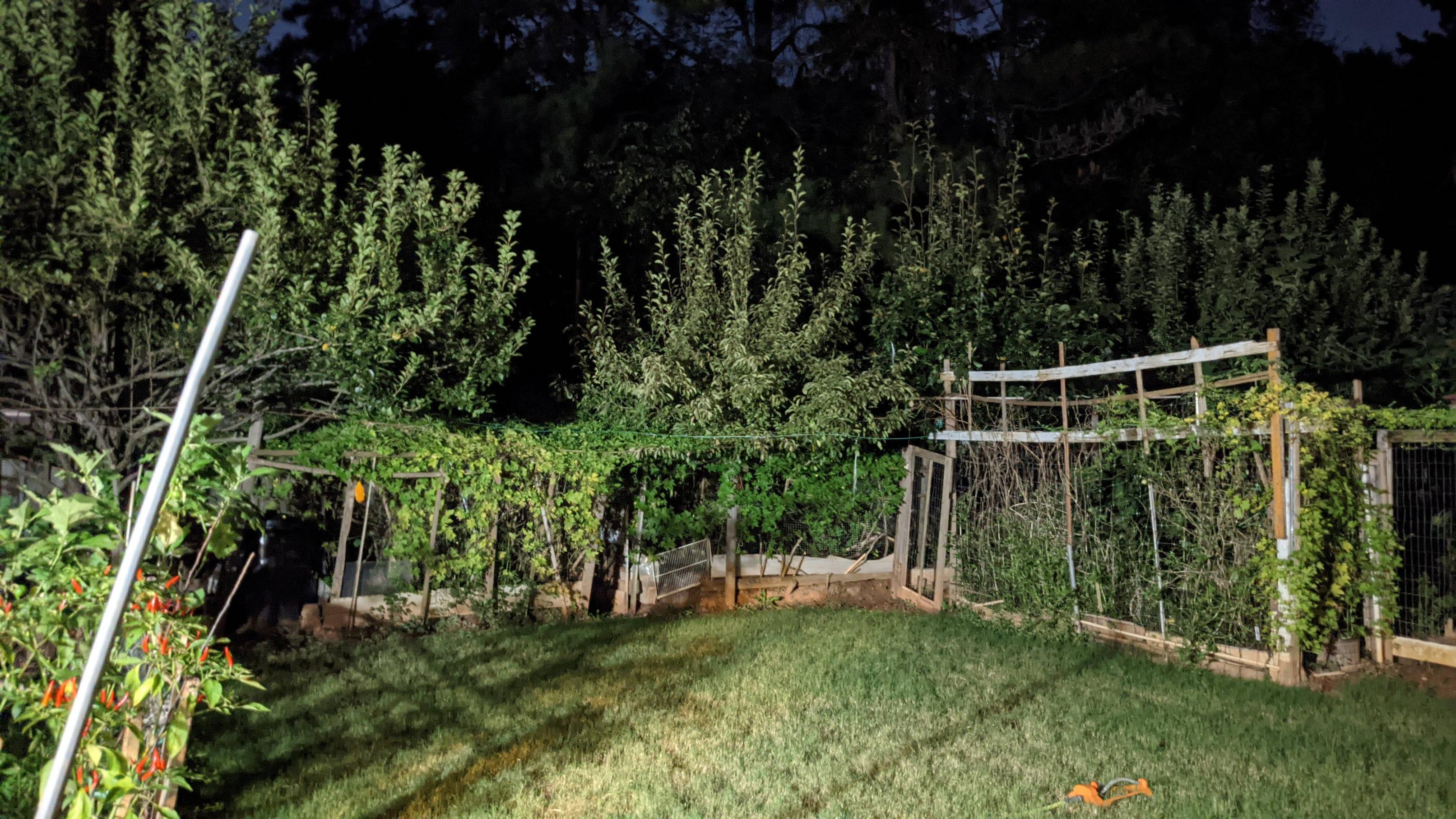 Night sight in my backyard. | Scrolller