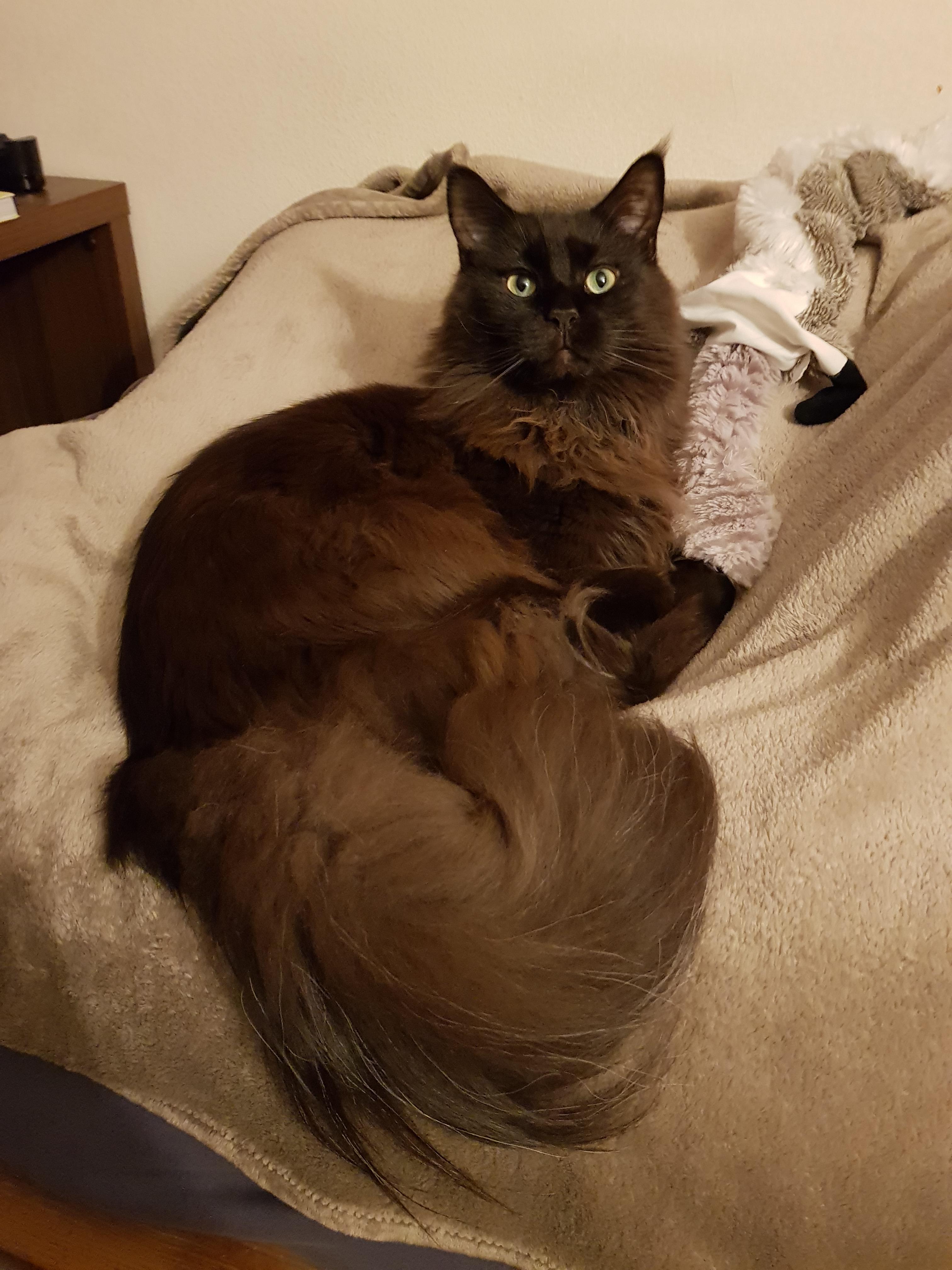 Night the black solid "teadybear" | Scrolller