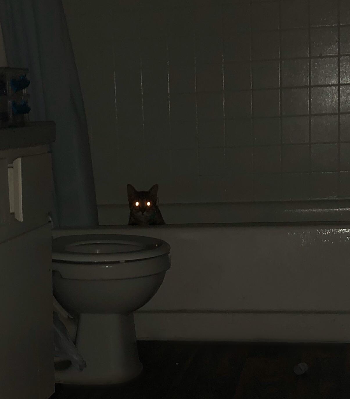 Nighttime invasion? | Scrolller