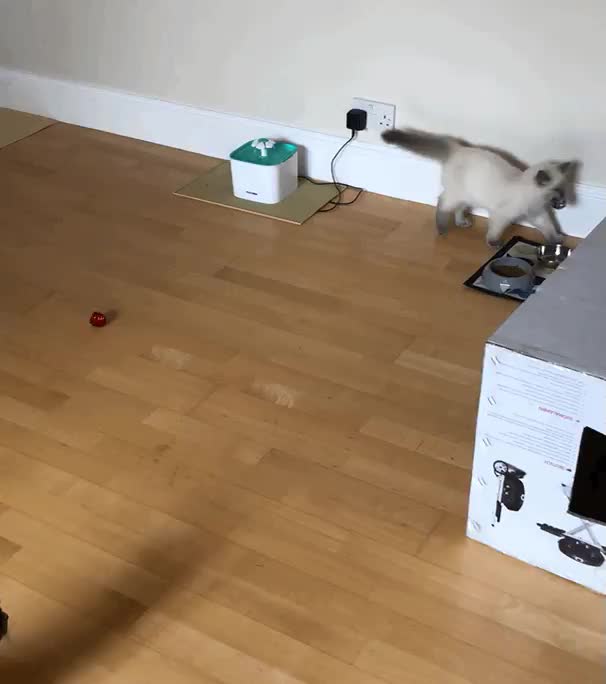 Ninja kitty flip | Scrolller