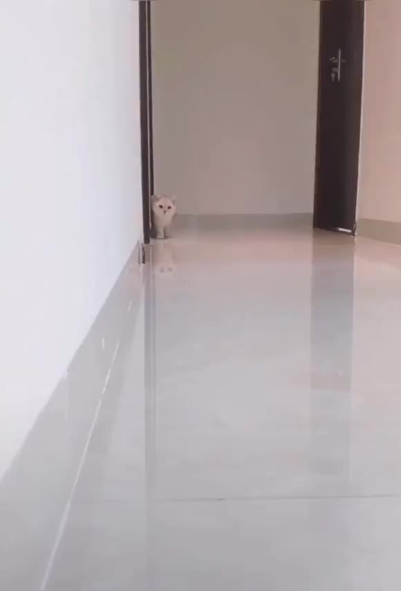 ninja sneak attack | Scrolller