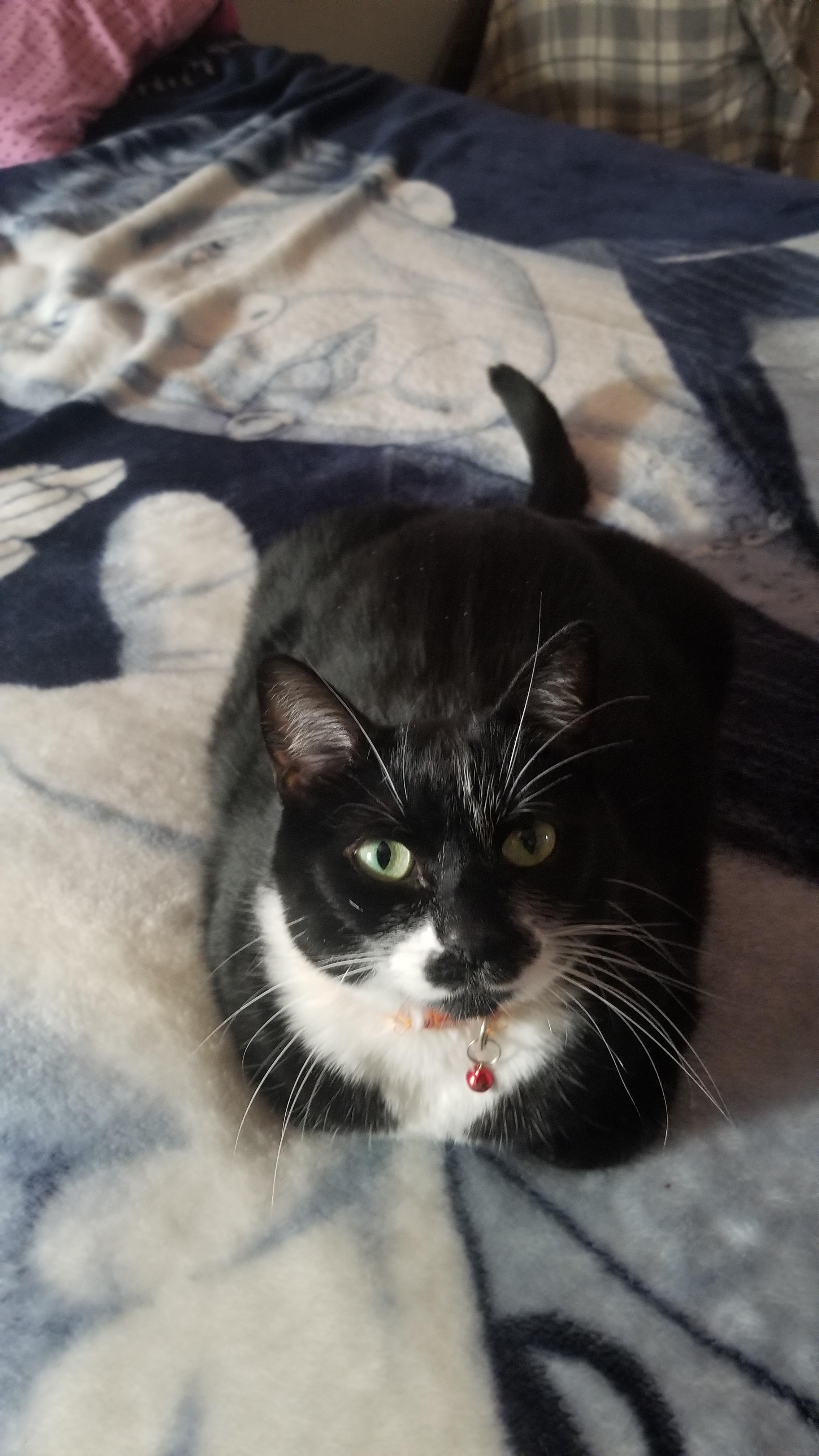 No bake Nerdle cat loaf. | Scrolller