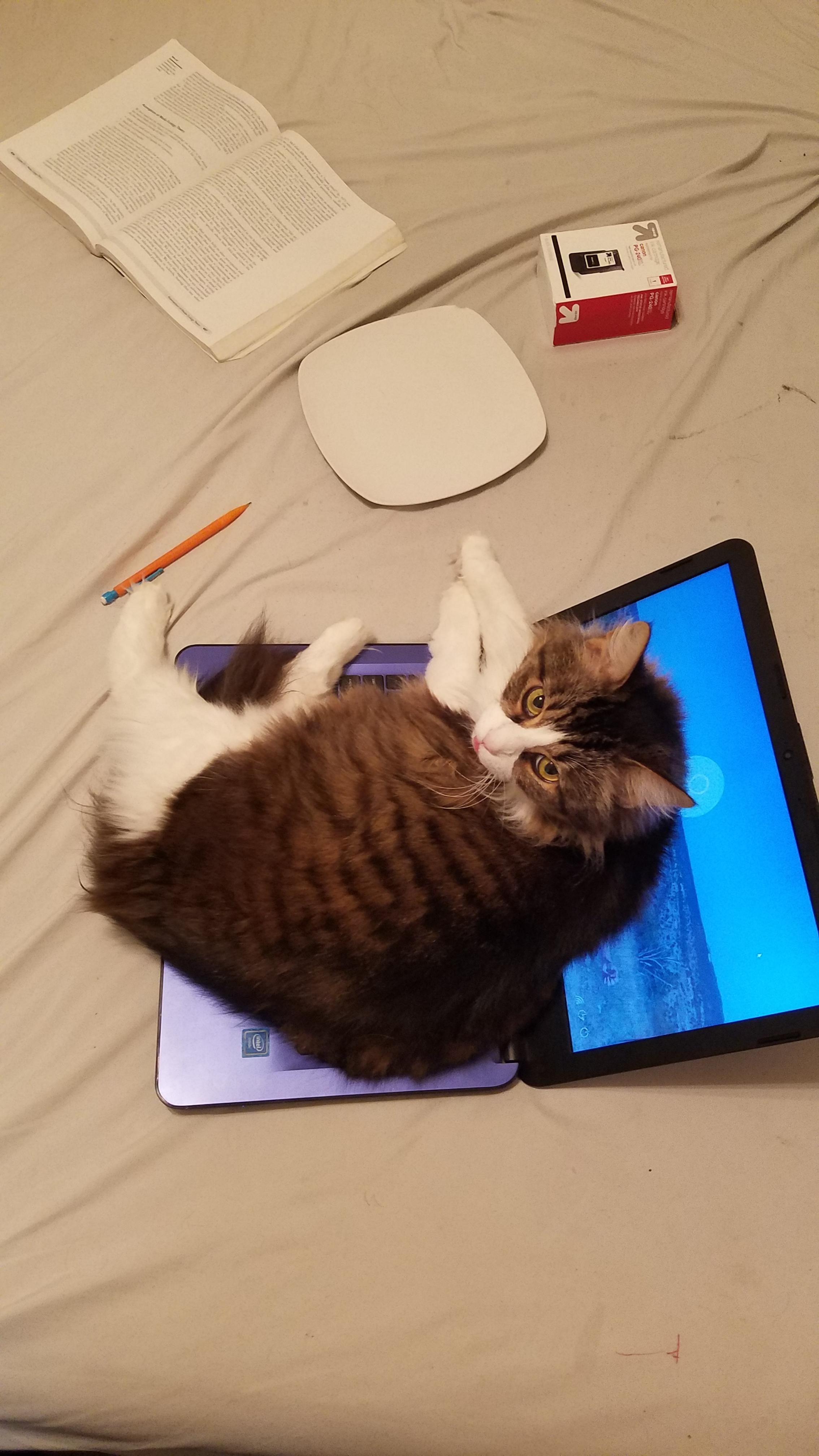 No homework for you. | Scrolller