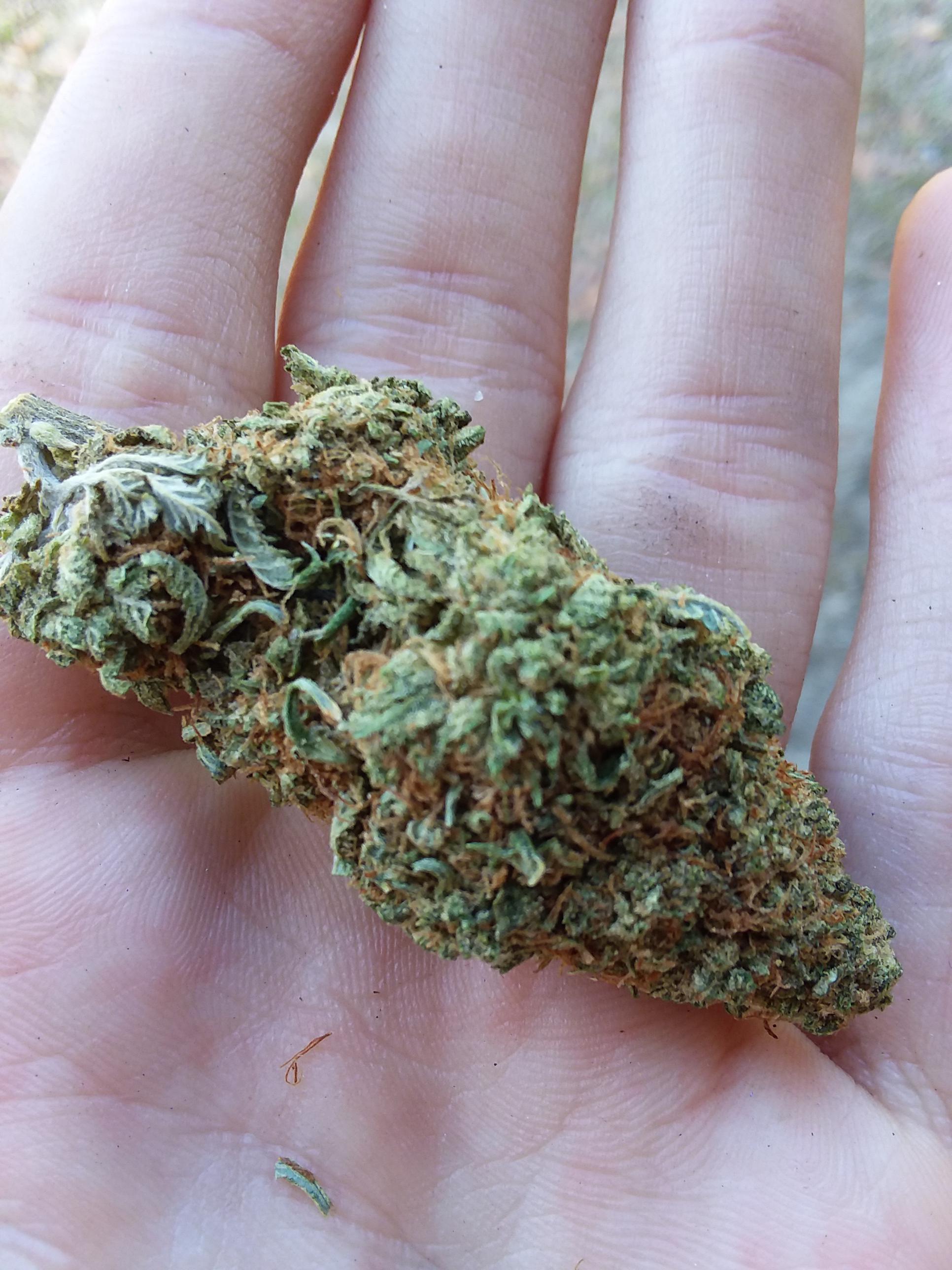 No idea what strain but best weed I've ever smelled | Scrolller