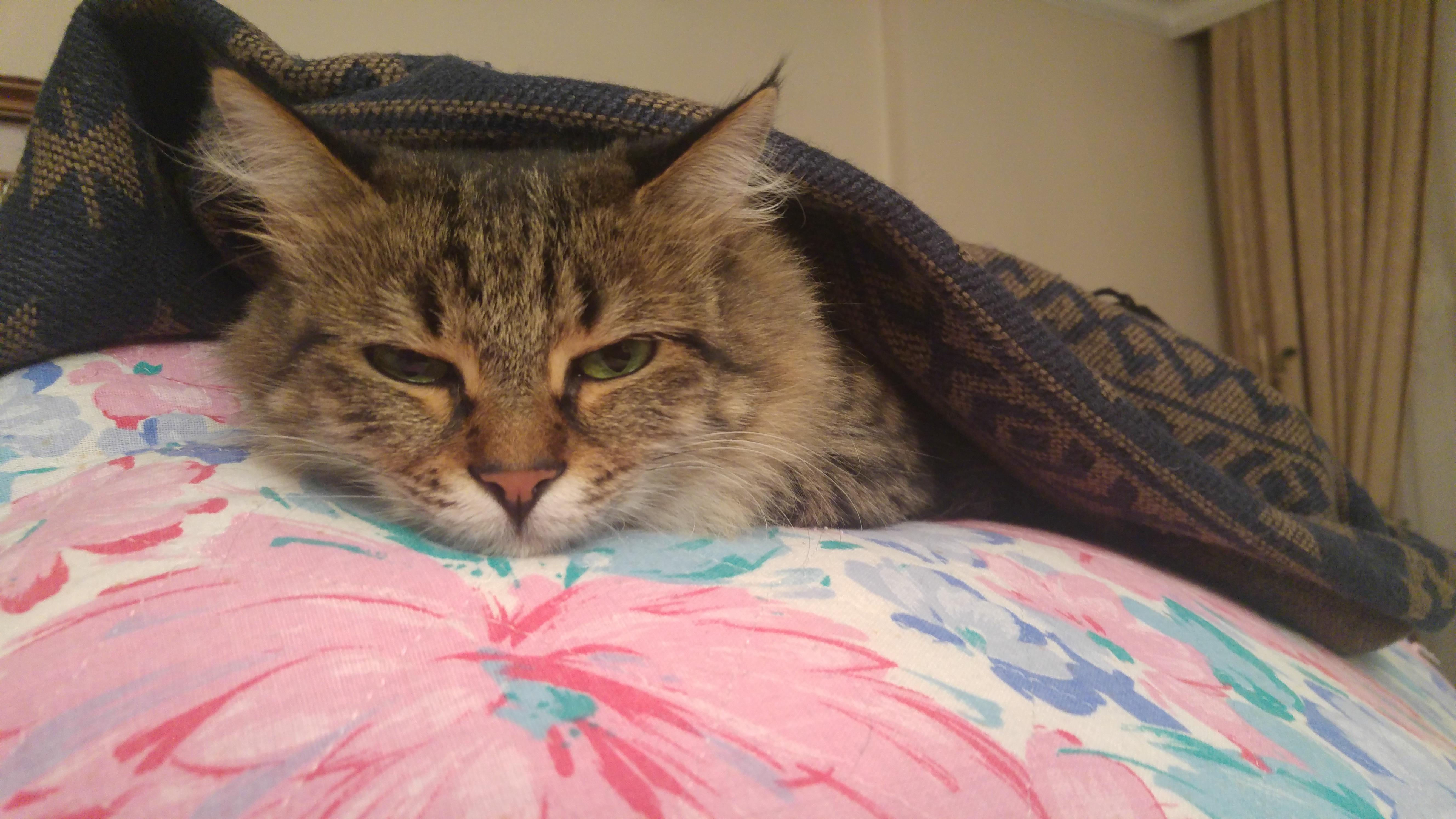 No need to worry hooman. I'm just tired. | Scrolller