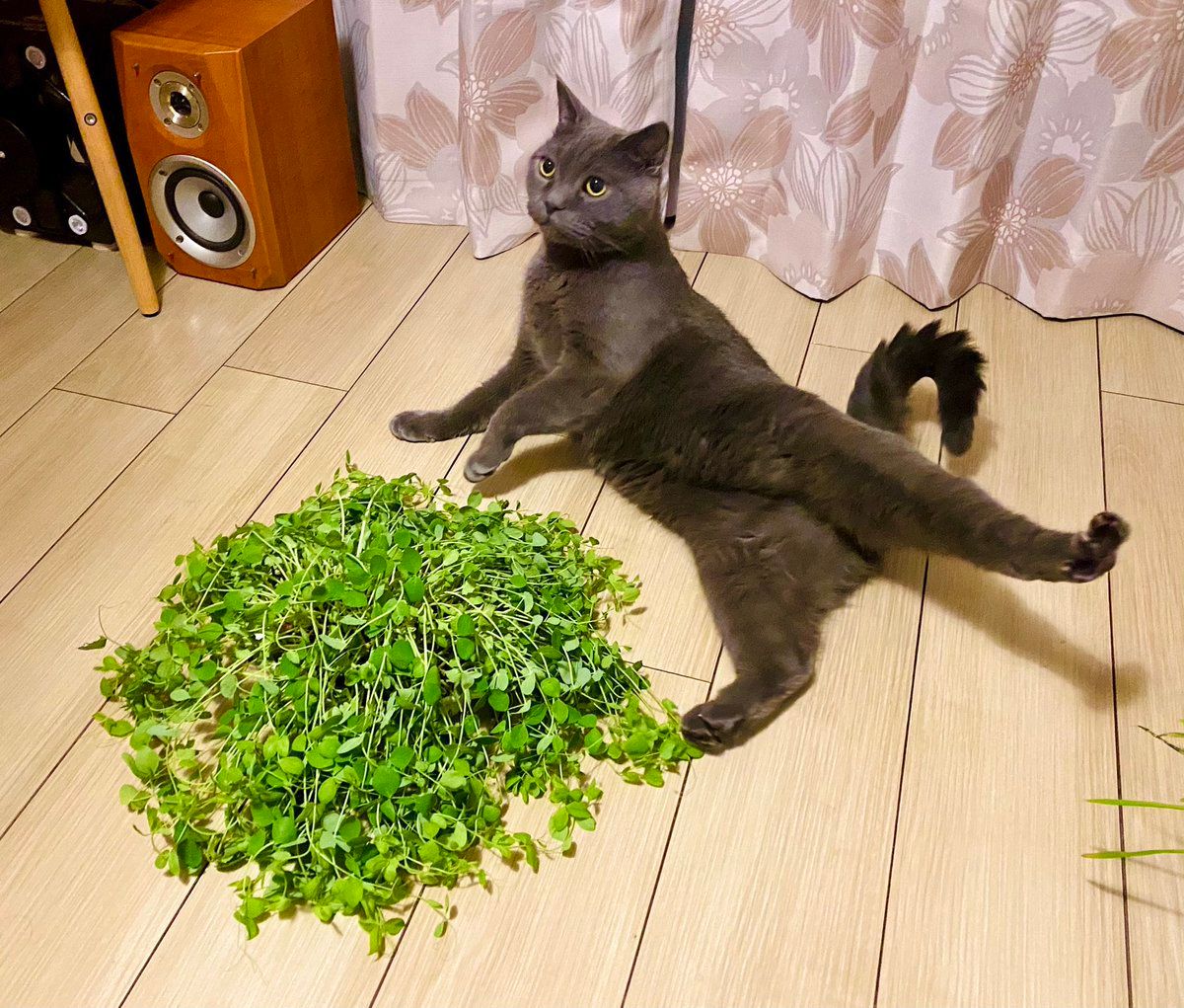 No remorse whatsoever | Scrolller