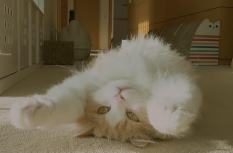 No thoughts, head empty | Scrolller