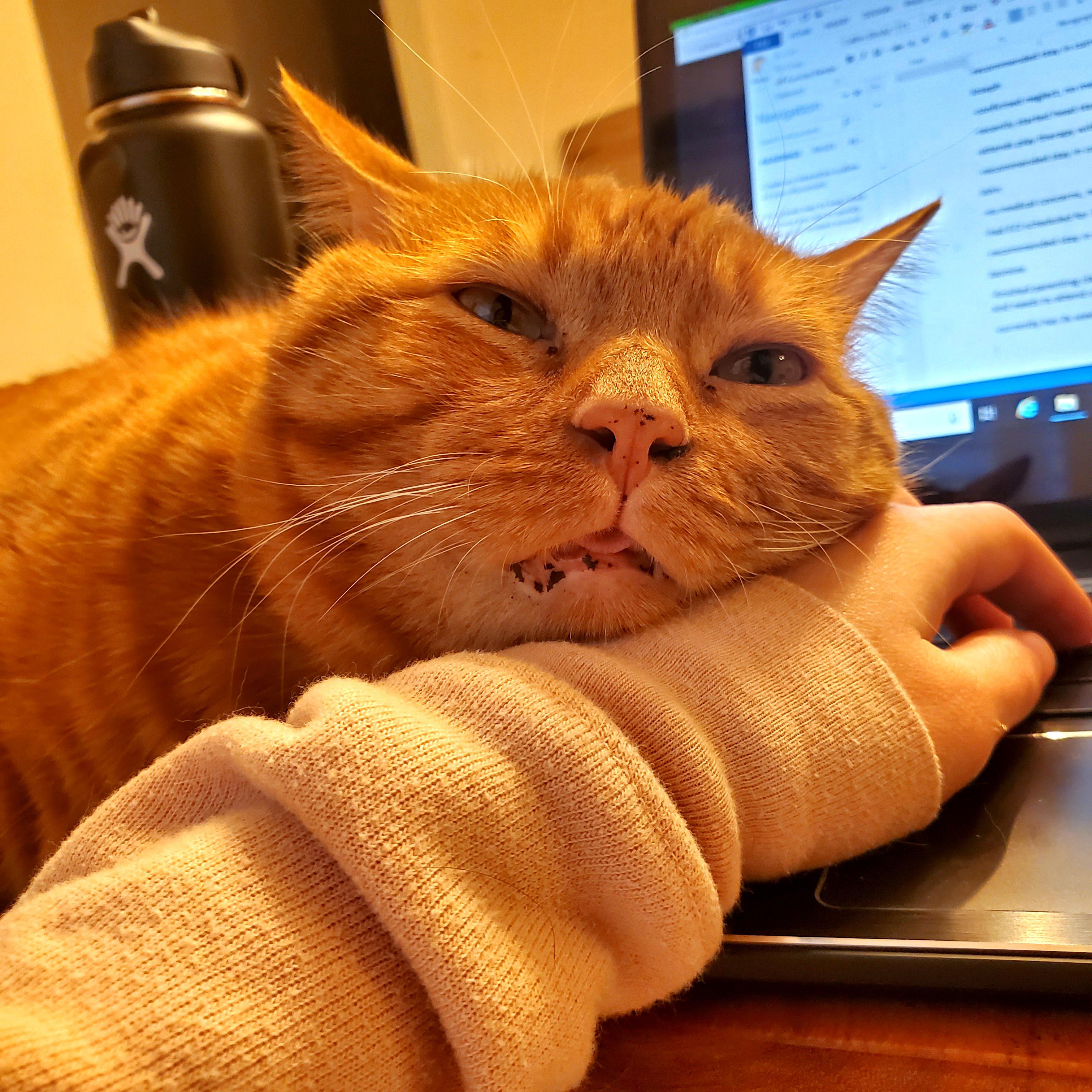 No work, only blep | Scrolller
