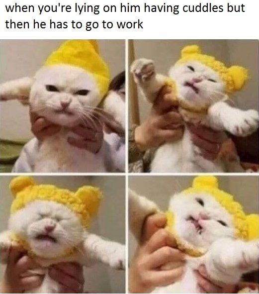 No work, only cuddles | Scrolller