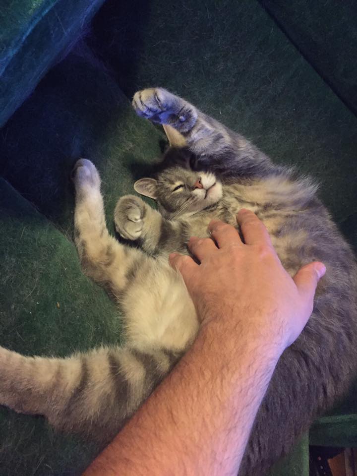 Nommer cat my fluff monster | Scrolller