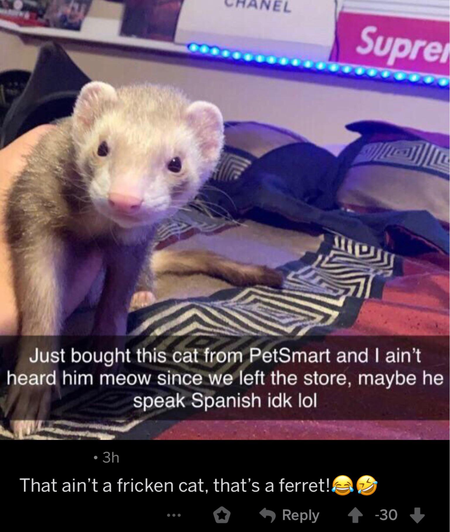 [NORMIE DETECTED] | Scrolller