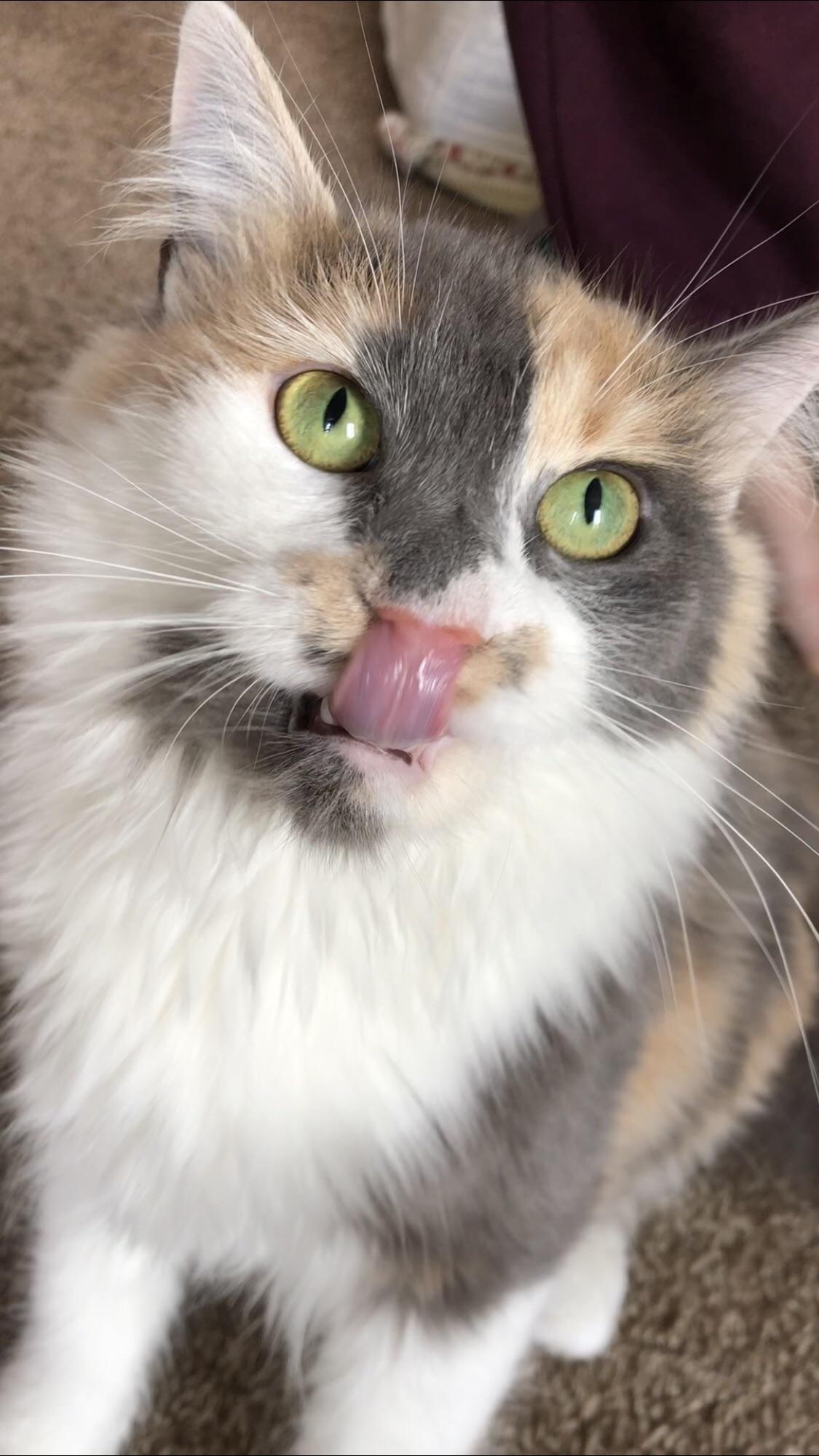 Nosey mleming her nose | Scrolller