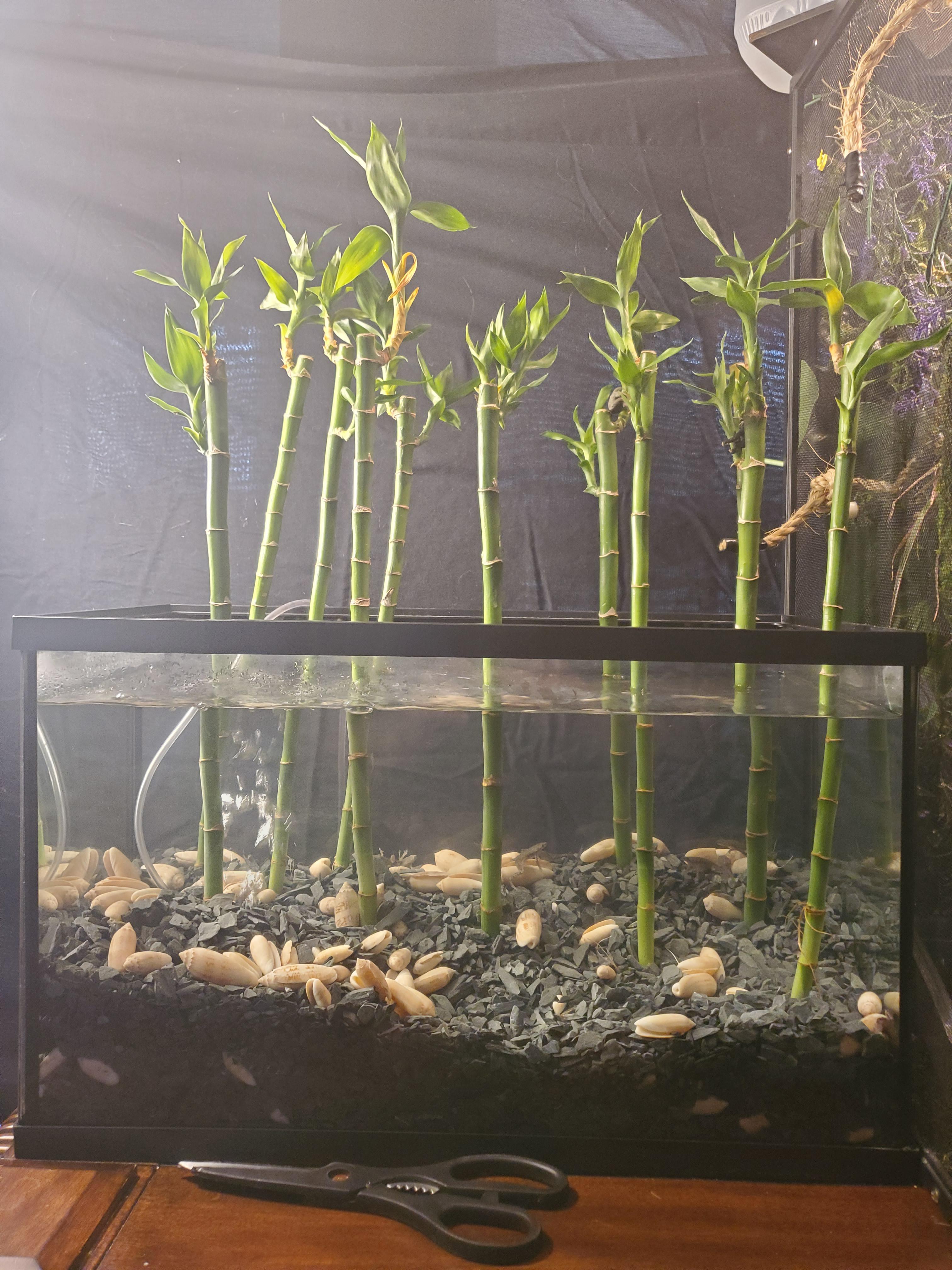 Not Betta but posting to help someone in this sub out | Scrolller