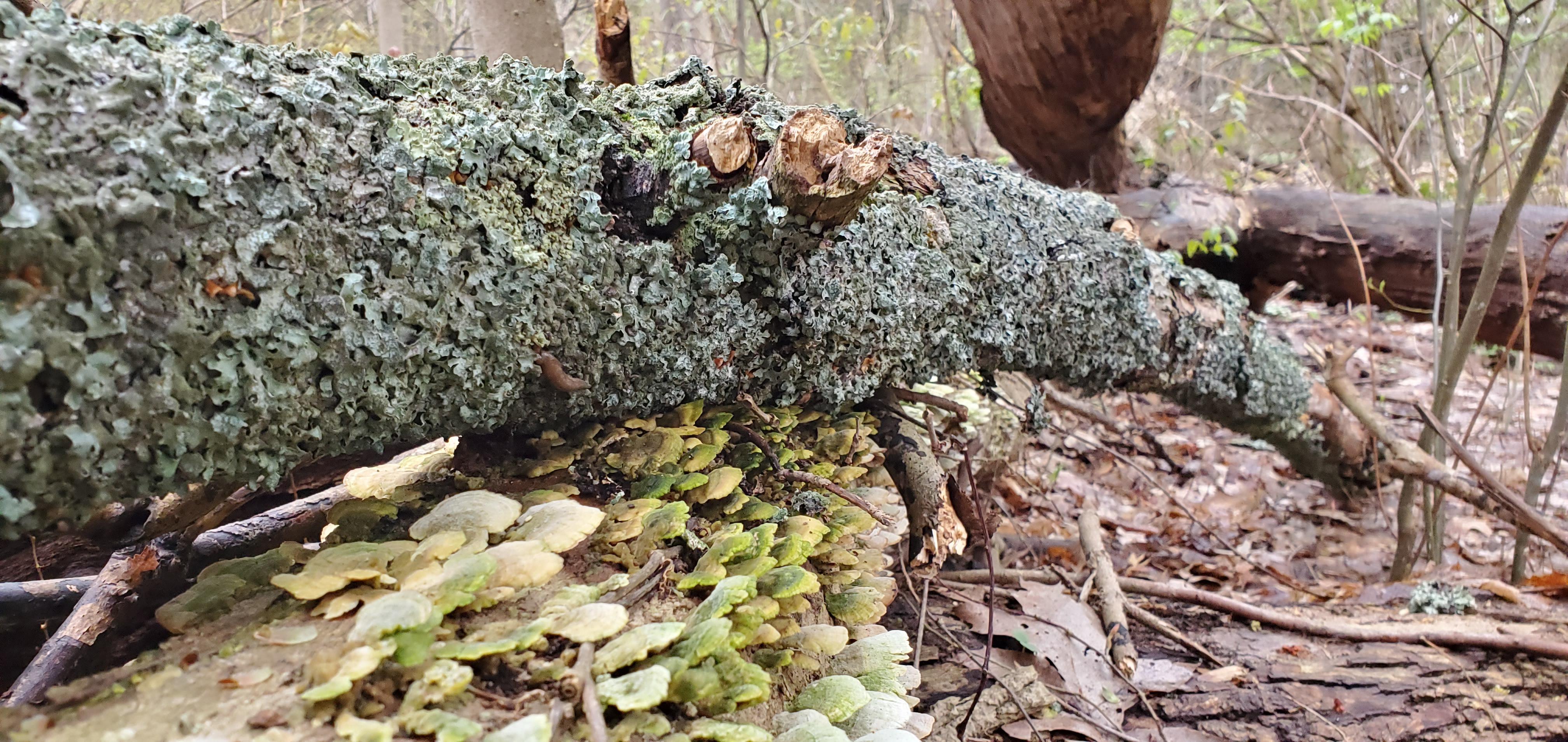 Not really moss, but look at all this lichen! (And mushies) | Scrolller