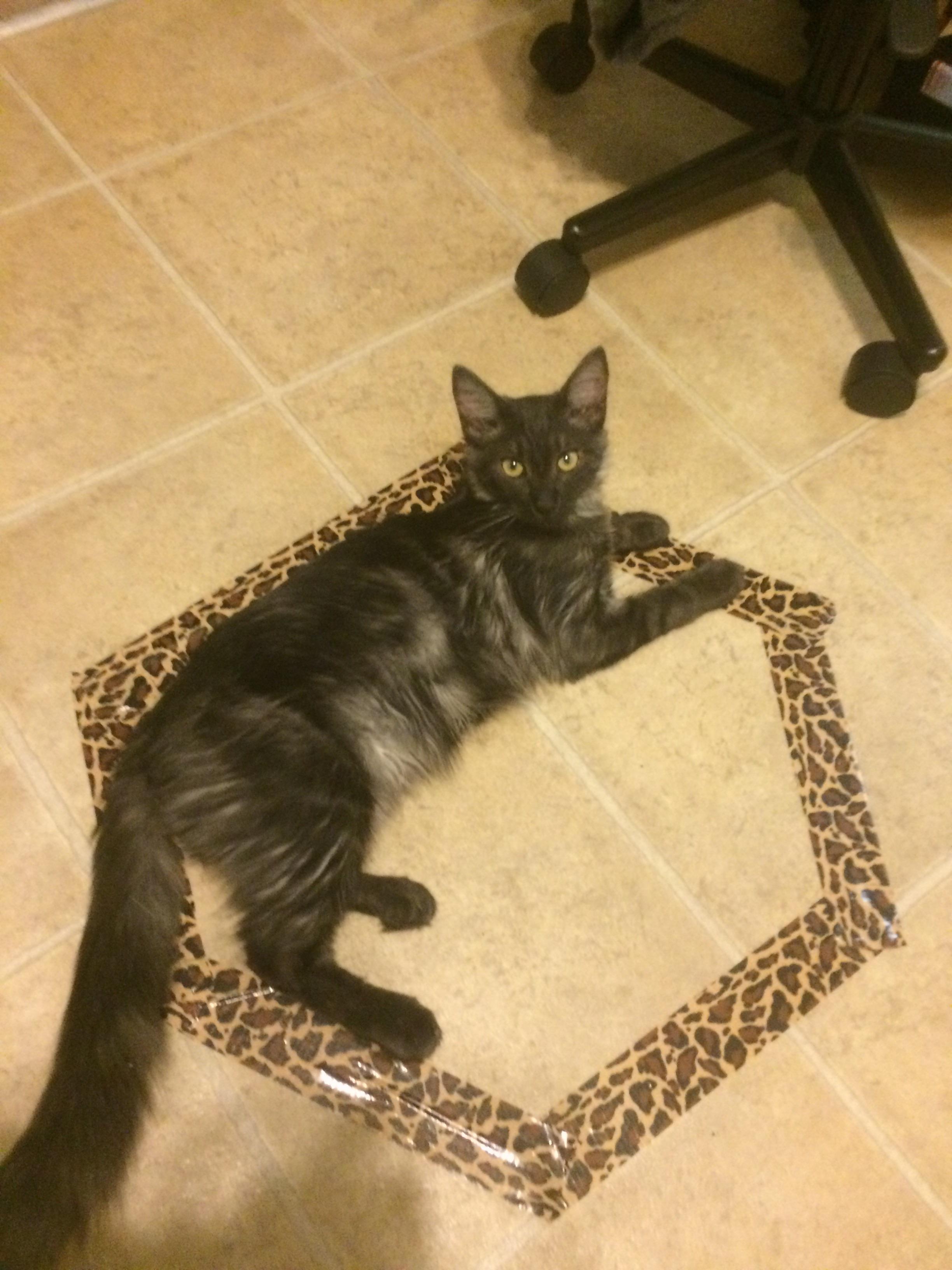 Not sure why it works, but I love that it does! | Scrolller