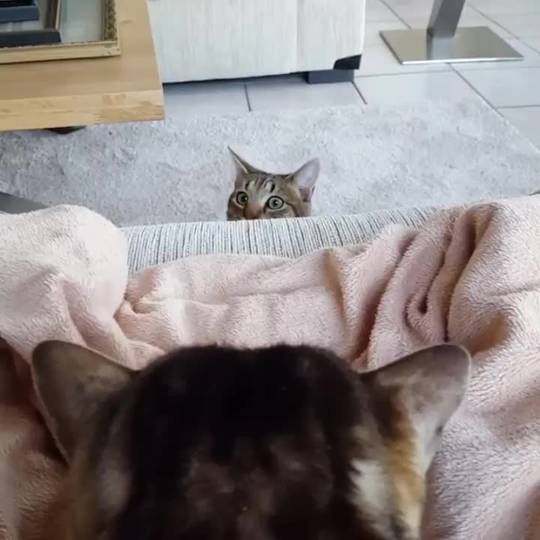 Nothing good comes from the look in those eyes. | Scrolller