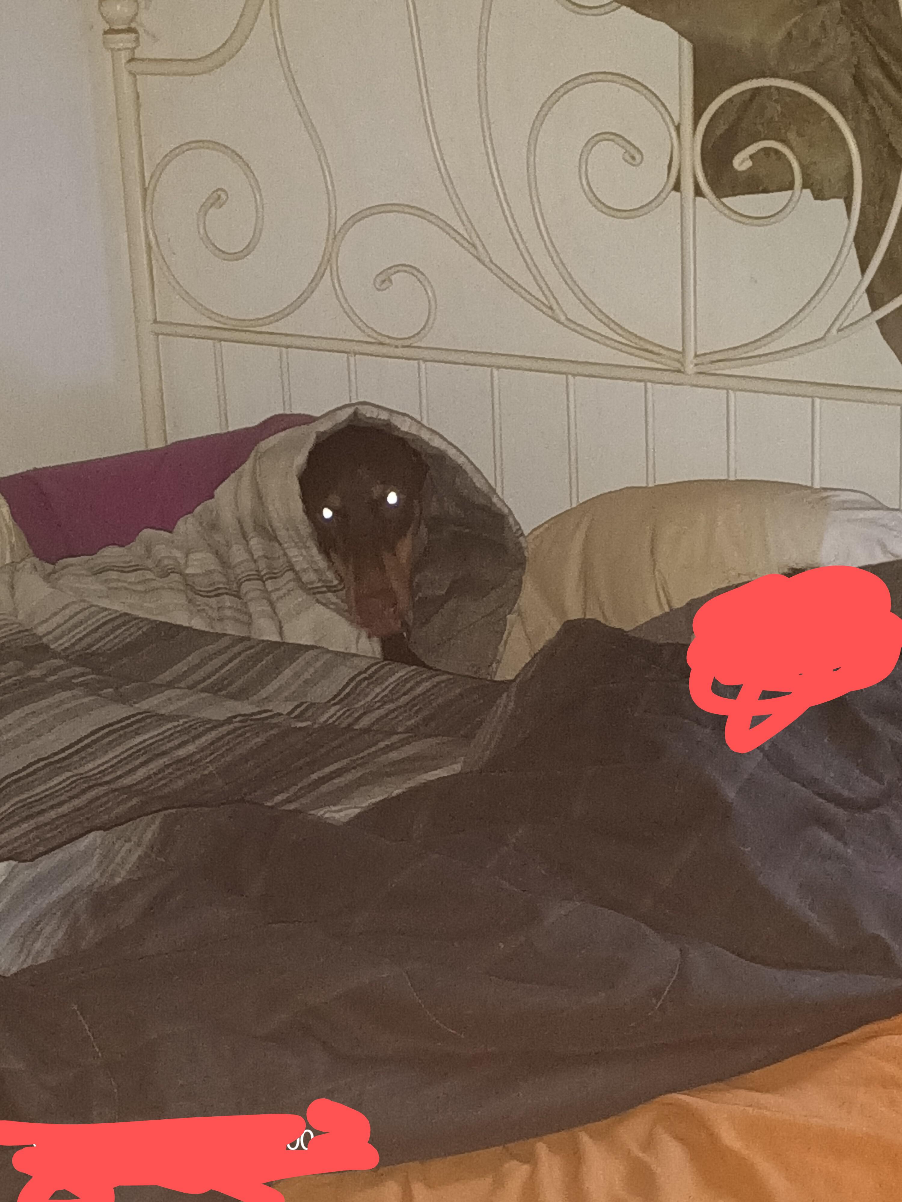 Nothing to see here hooman | Scrolller