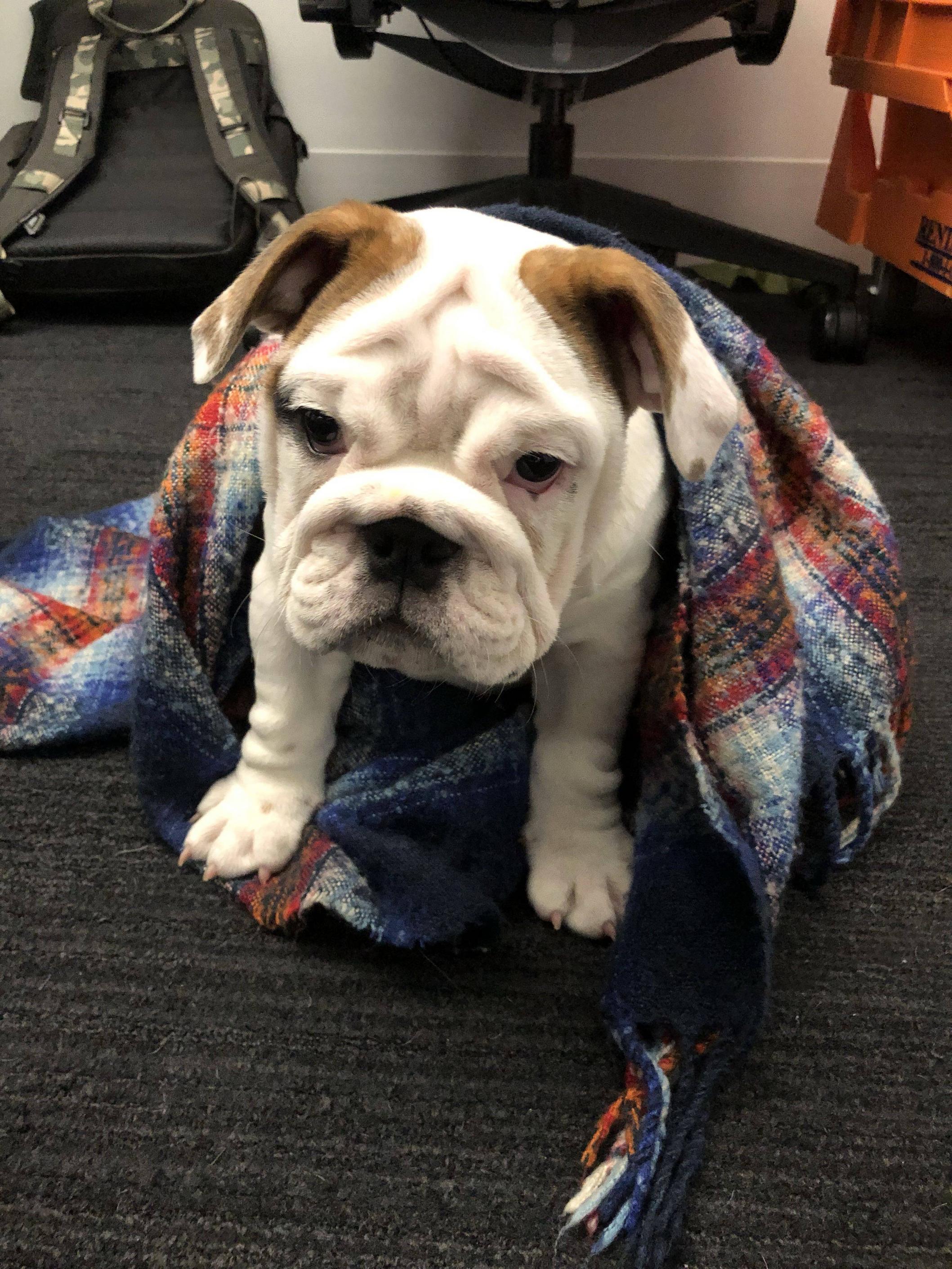 Nova came with me to work today | Scrolller