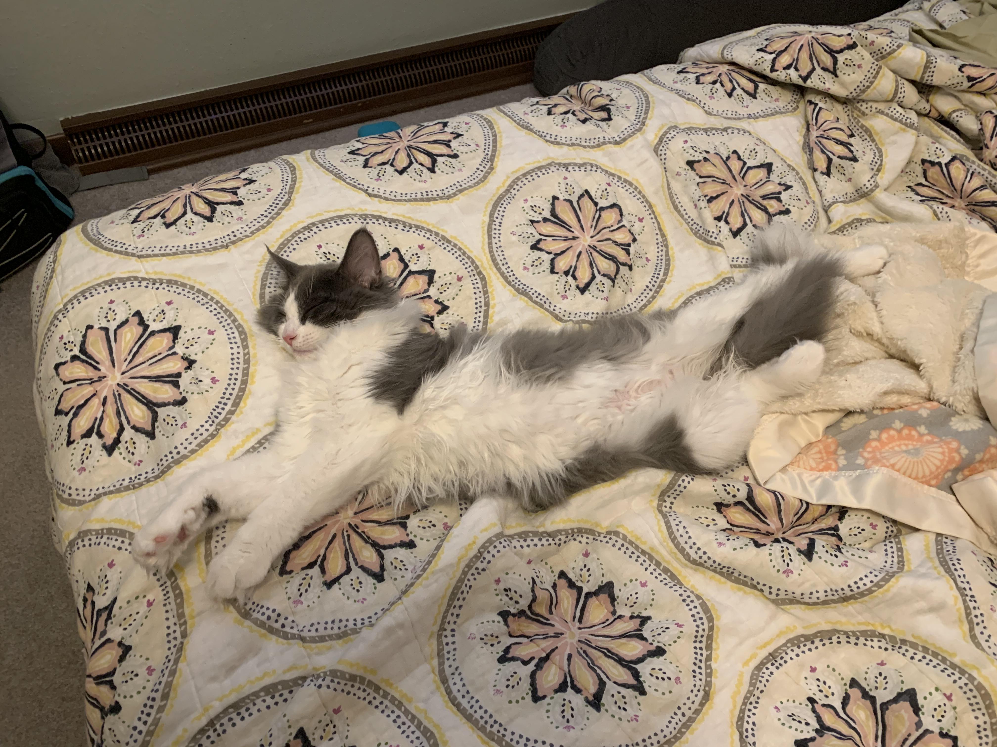 Nova has it rough | Scrolller