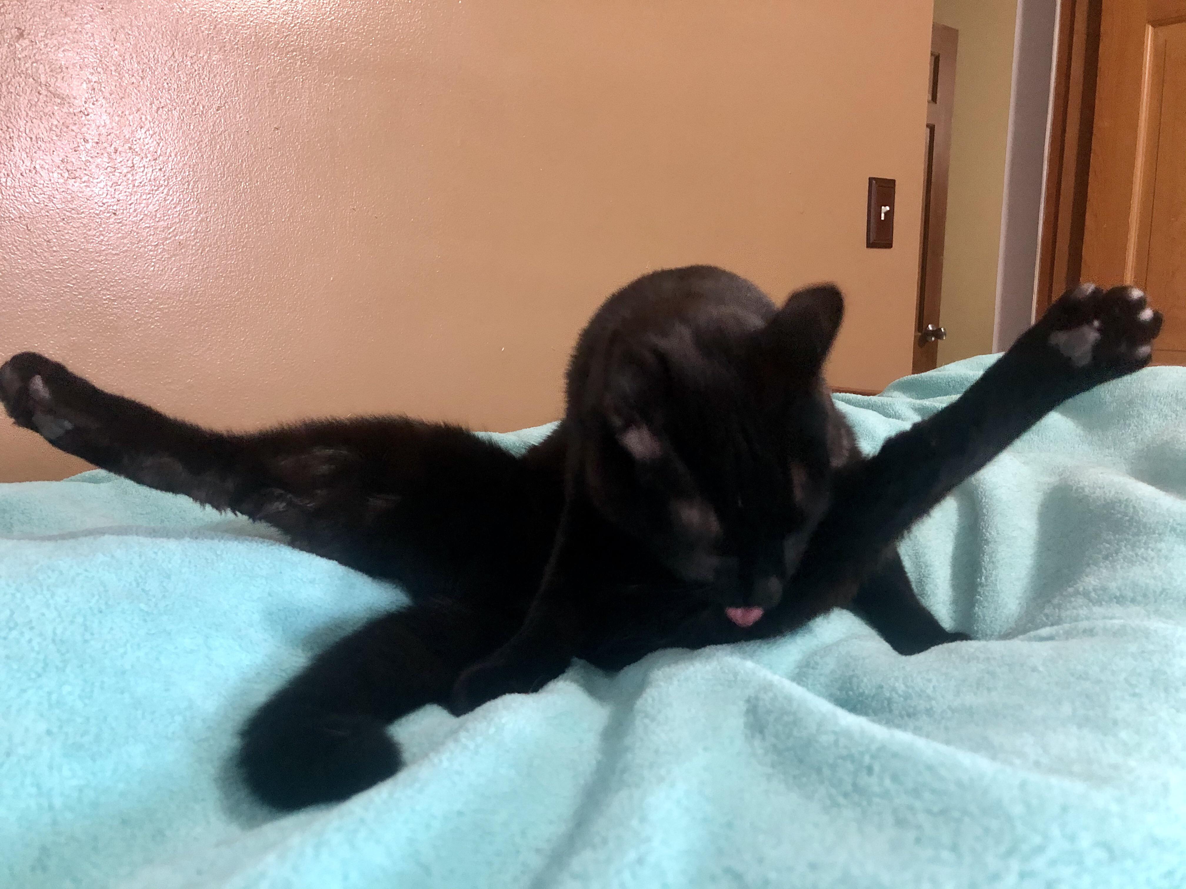 Nova shows off his long legs and bonelessness | Scrolller