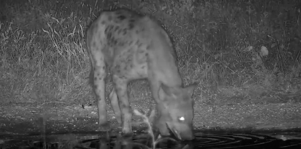 Ntima, a female hyena from Djuma Private Game Reserve, South Africa. | Scrolller