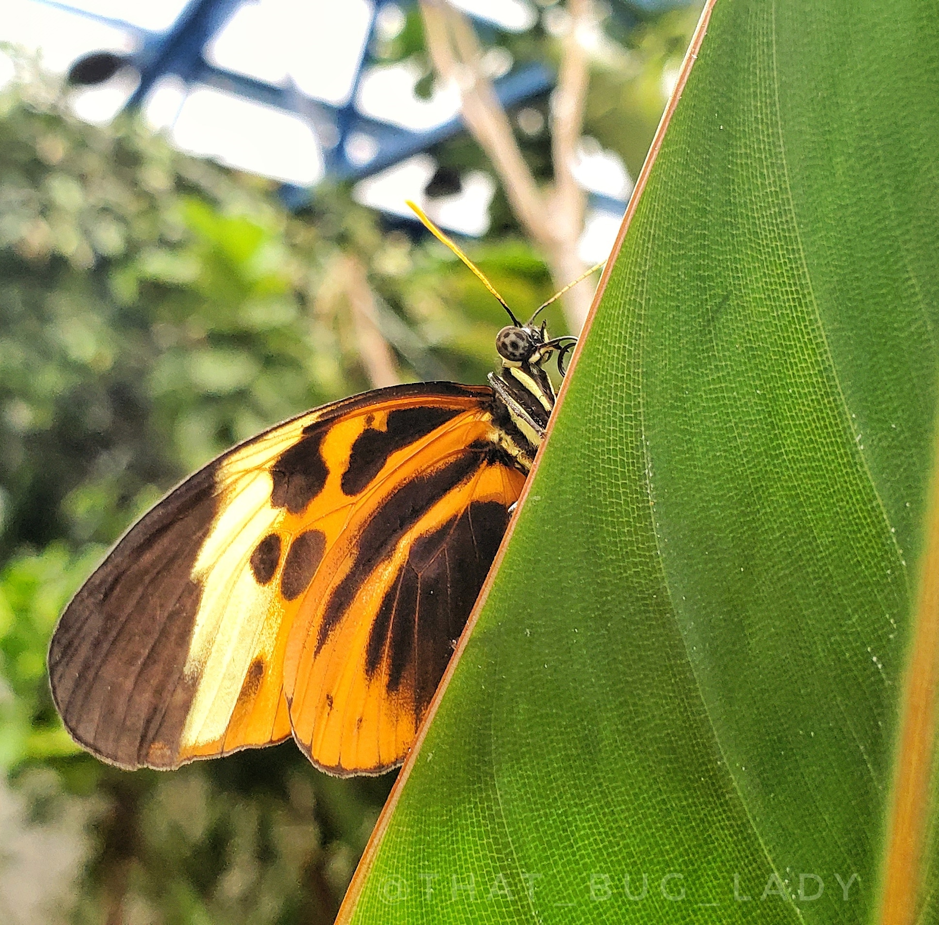 Numata longwing peeking suspiciously at the camera | Scrolller