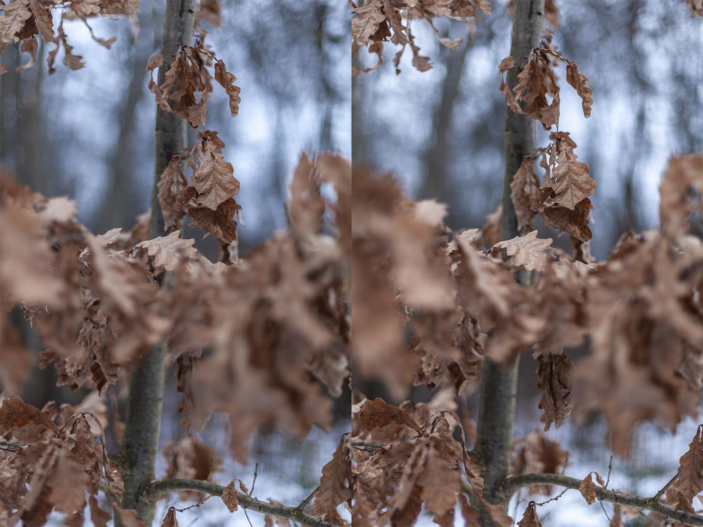 Oak-tree | Scrolller