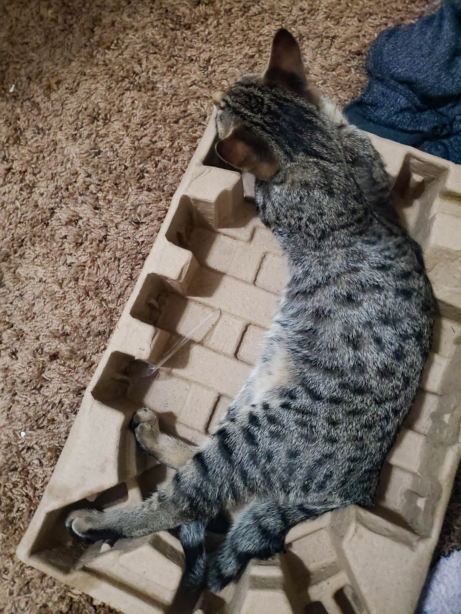 OC her name's Stella | Scrolller