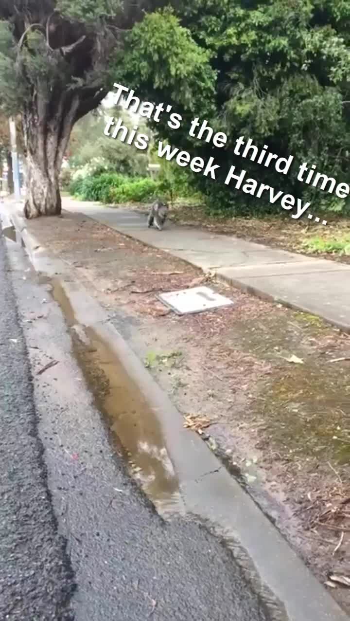 [OC] Mad Koala Dad | Scrolller